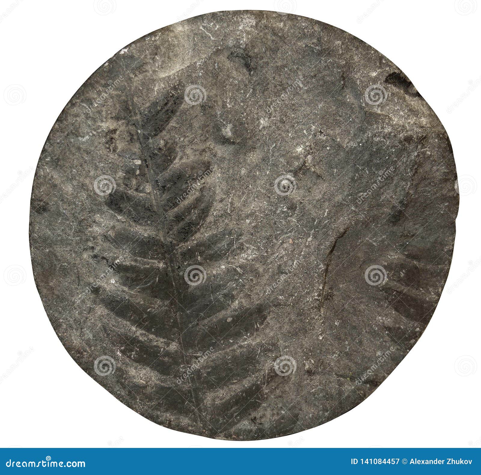 Fossil Plant Fern Pattern on Stone Surface, Drill Core. Front View ...