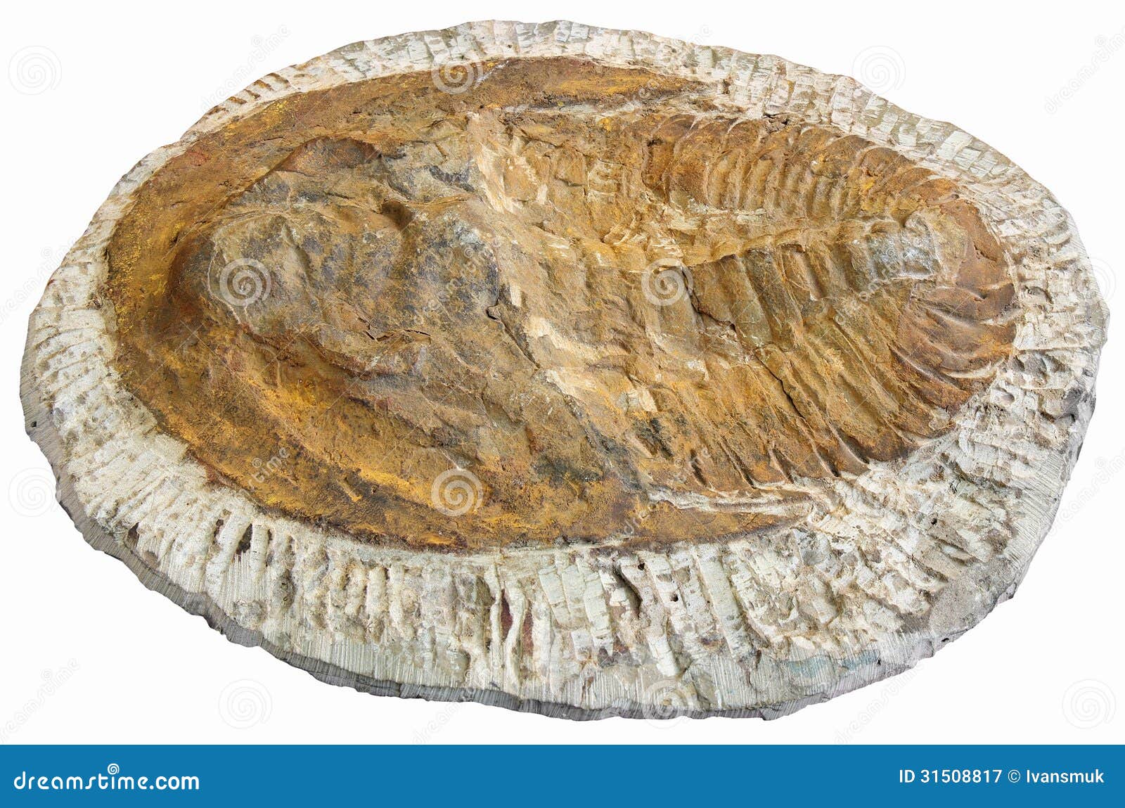 Fossil stock image. Image of prehistory, cutout, rock - 31508817