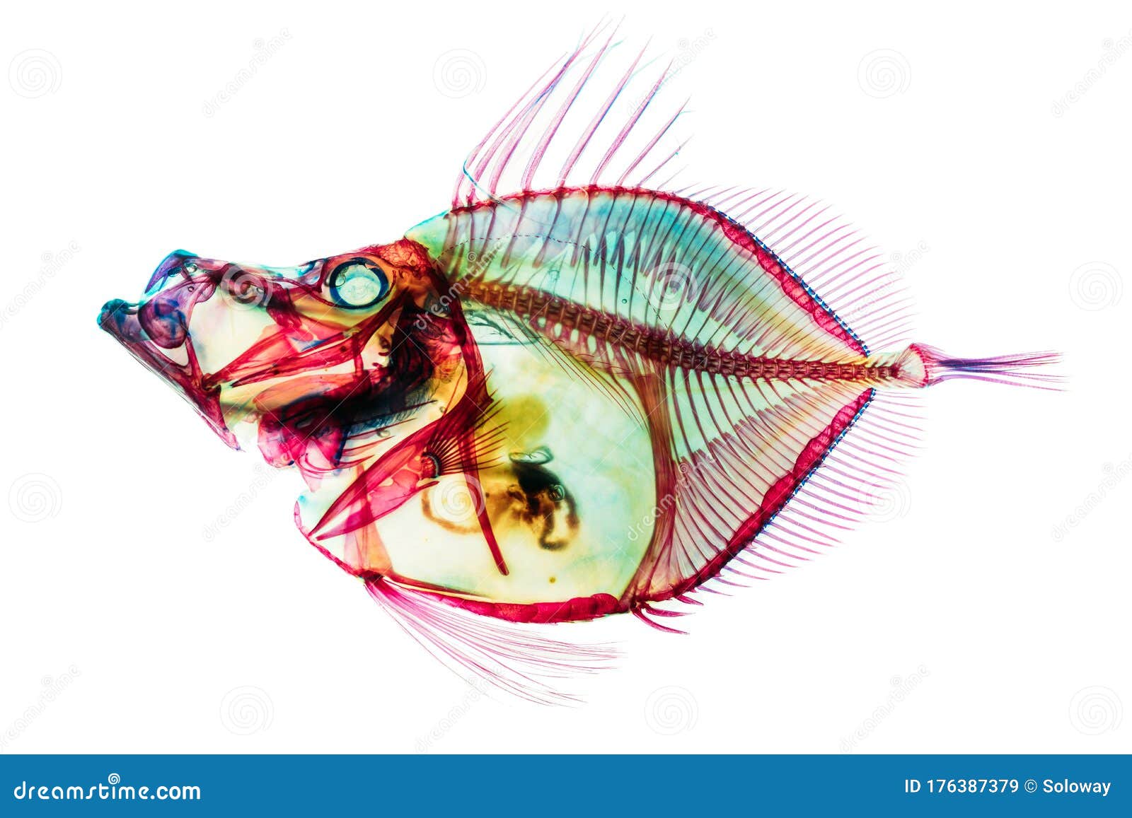 Old Fossil Of A Prehistoric Water Snail Shell, Pleurotomania A Extinct ...