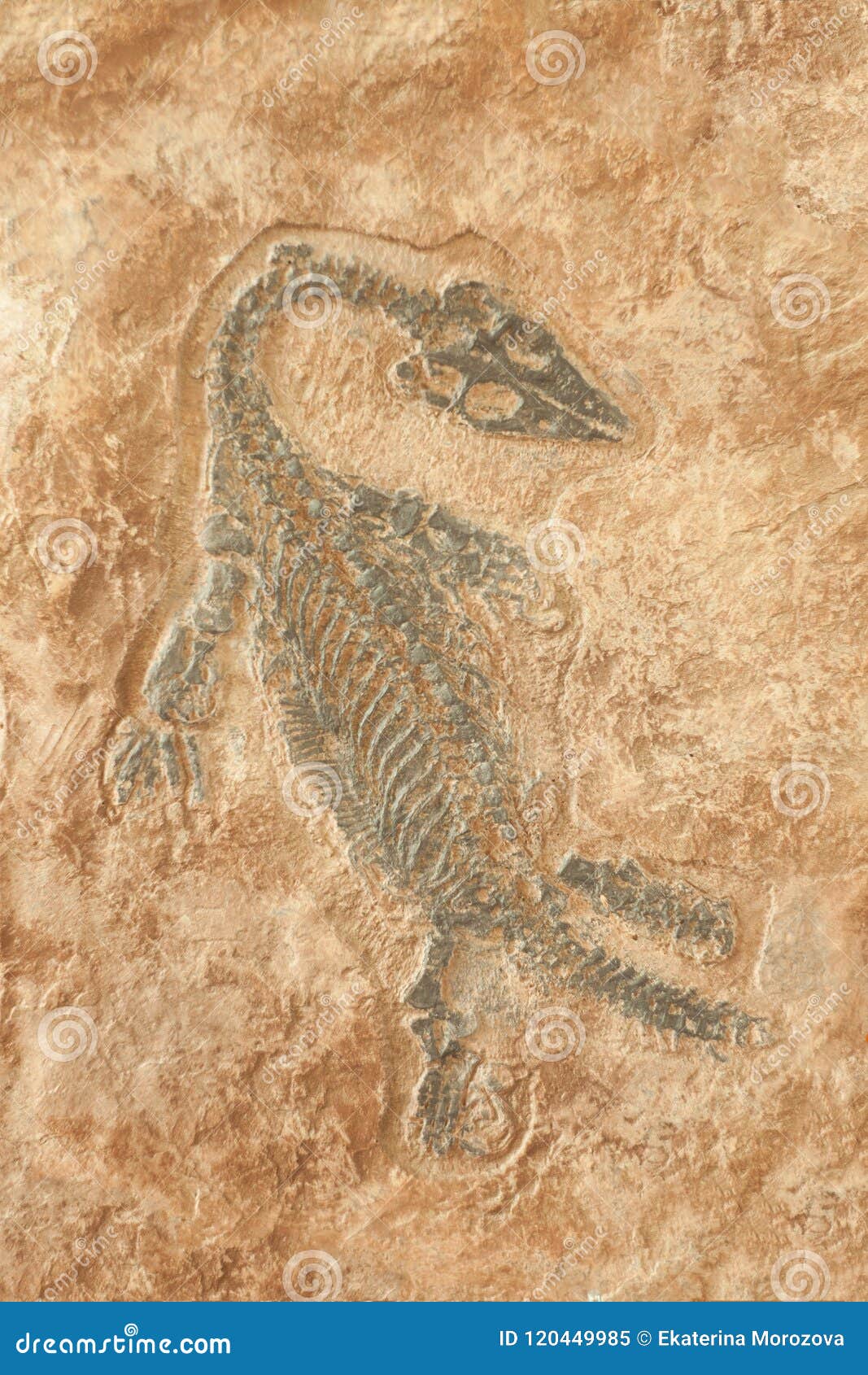 Fossil of Prehistoric Lizard Skeleton on the Rock. Stock Image - Image ...