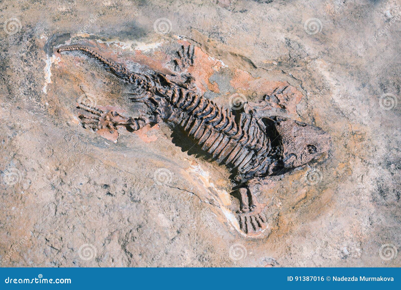 Fossil of Prehistoric Lizard Skeleton on the Rock Stock Photo - Image ...