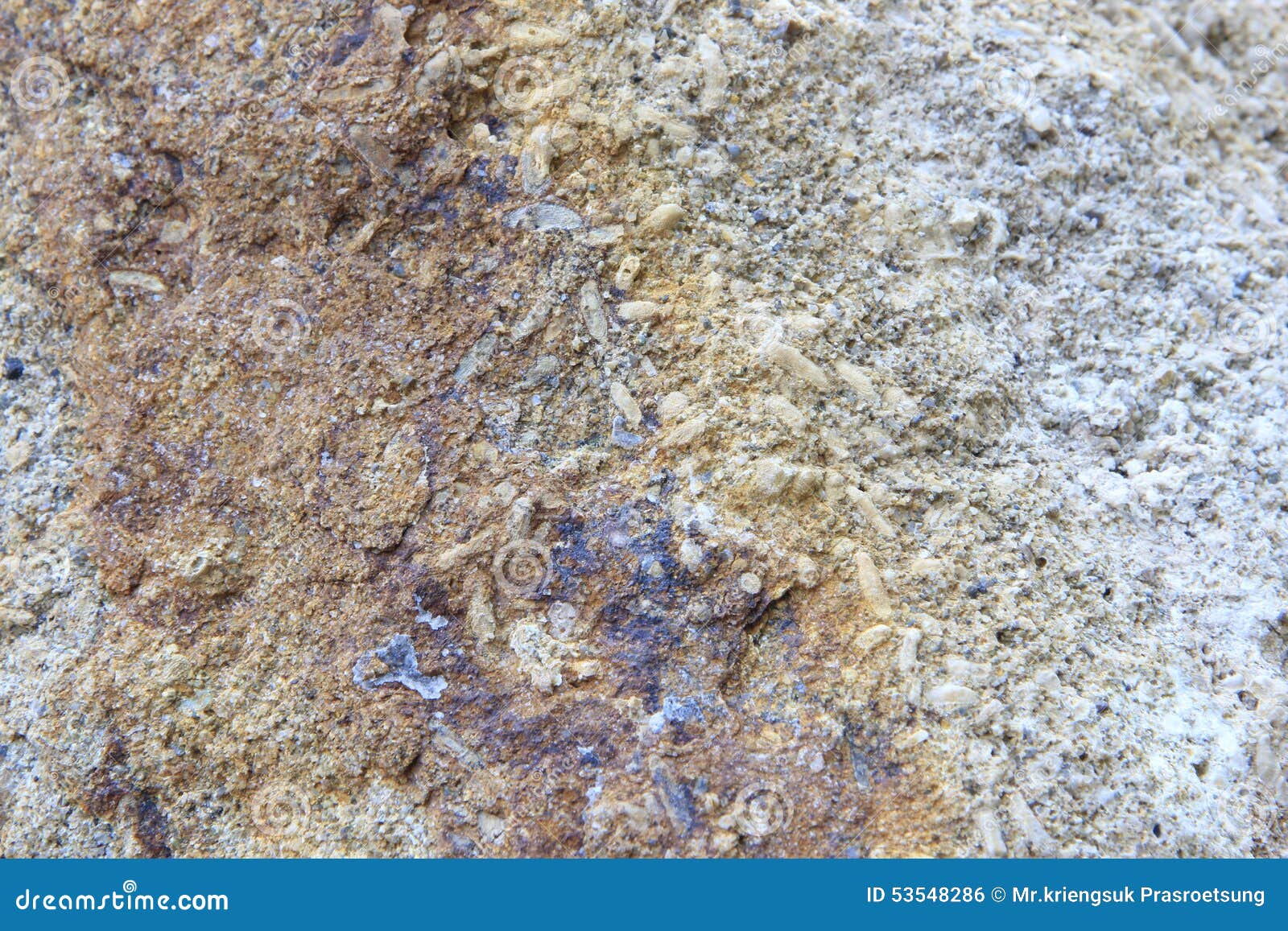 Fossil stock photo. Image of primitive, excavating, disbelief - 53548286