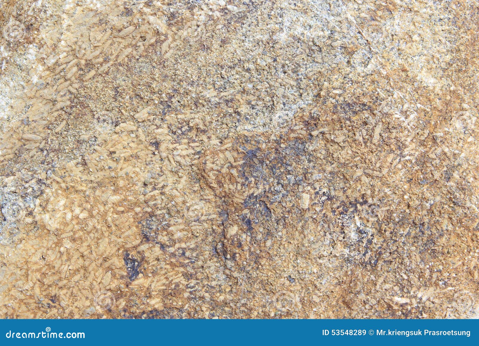 Fossil stock image. Image of minerals, grain, disbelief - 53548289