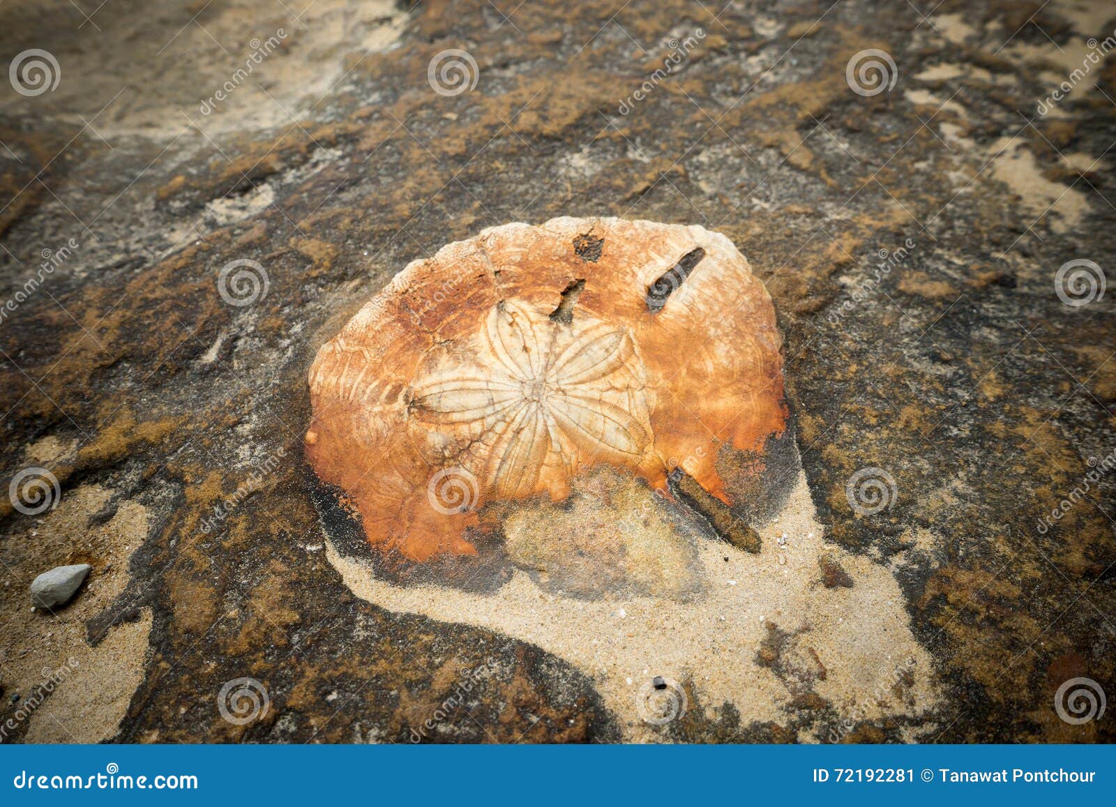 Fossil on rock stock image. Image of antiquity, flower - 72192281