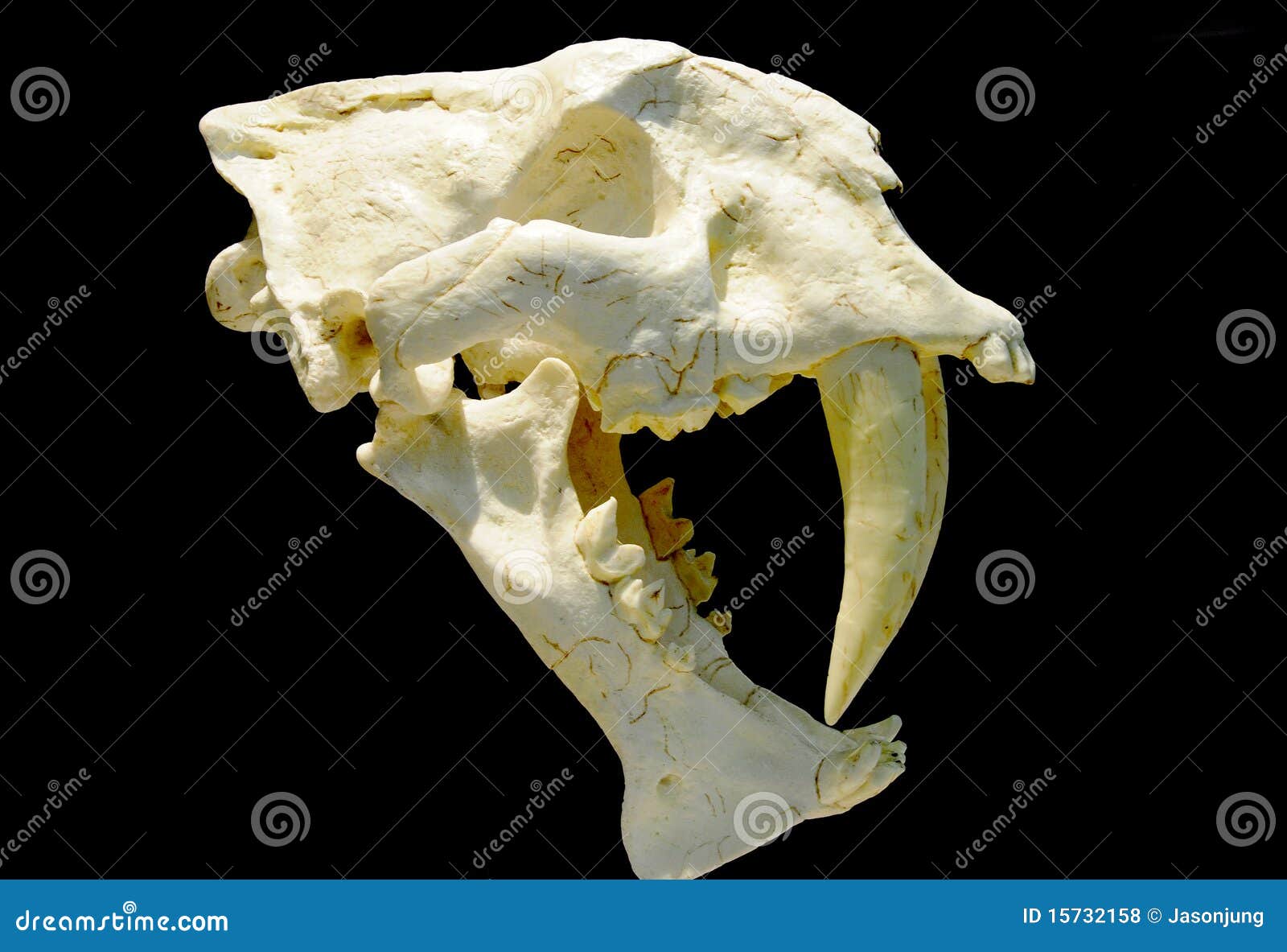 Saber-toothed Tiger Face Stock Photography | CartoonDealer.com #26934014