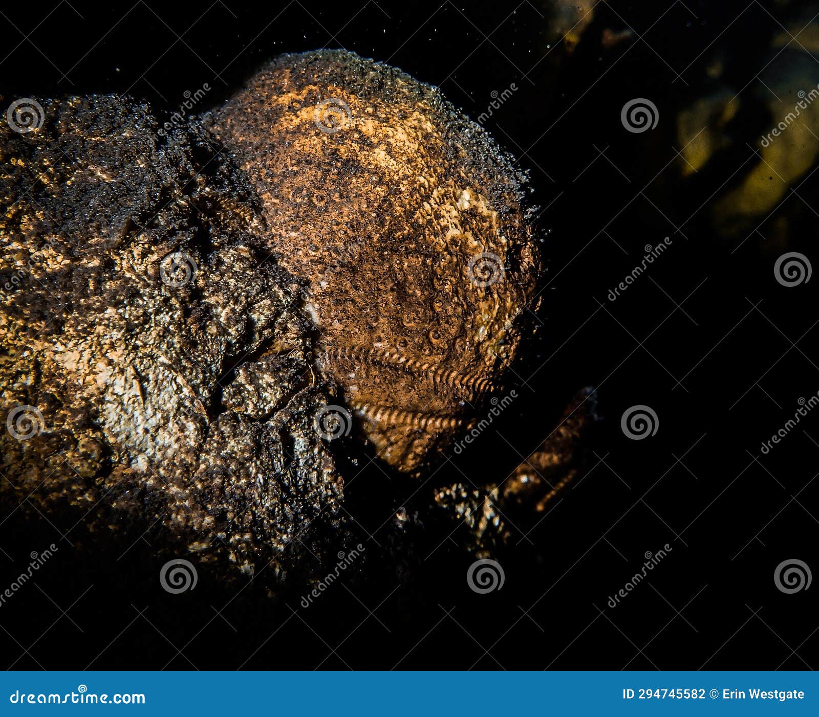 Fossil Sea Biscuit Embedded Underwater in the Flooded Underground ...