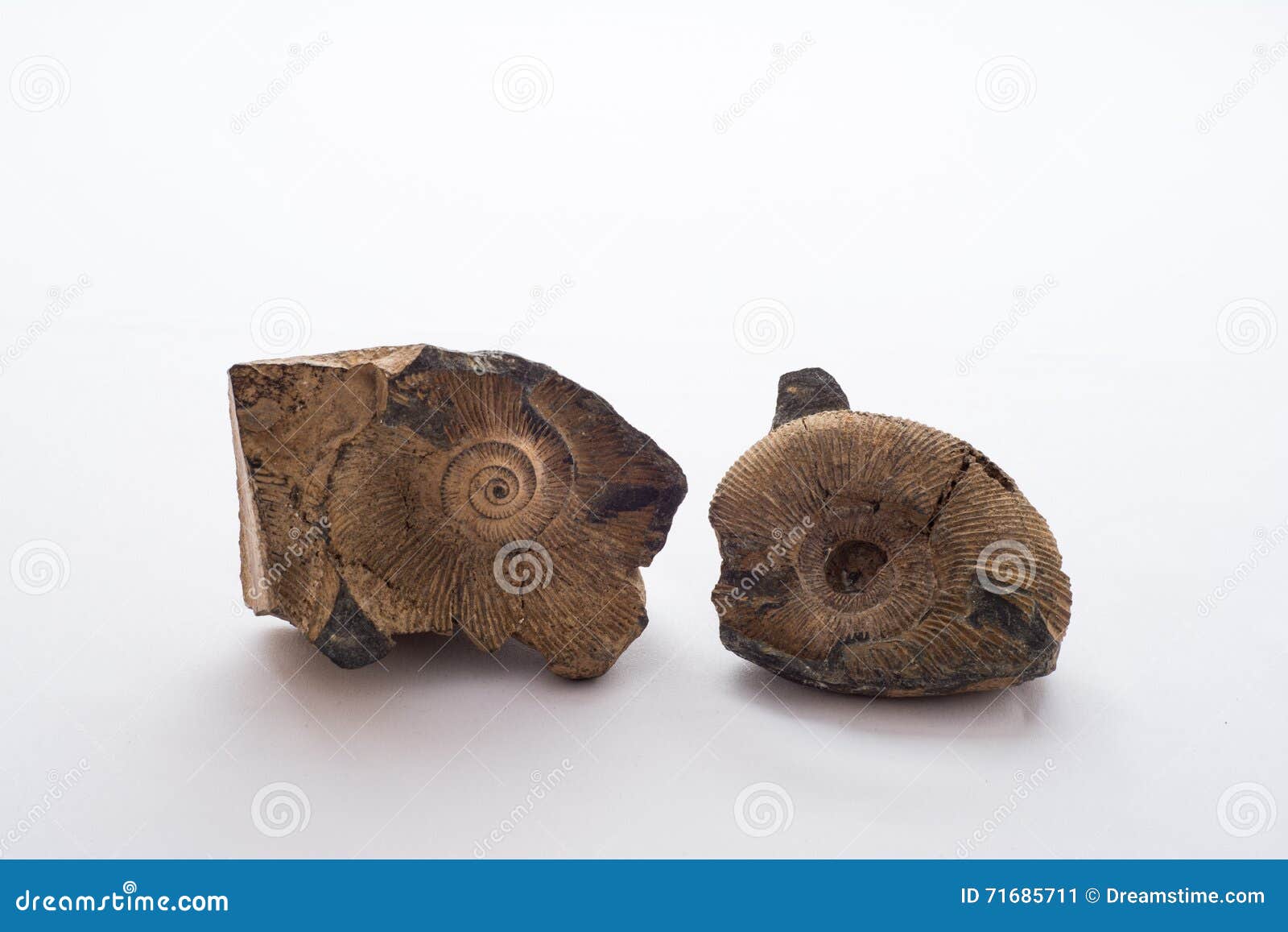 Fossil Sea Shell stock image. Image of fragment, nature - 71685711