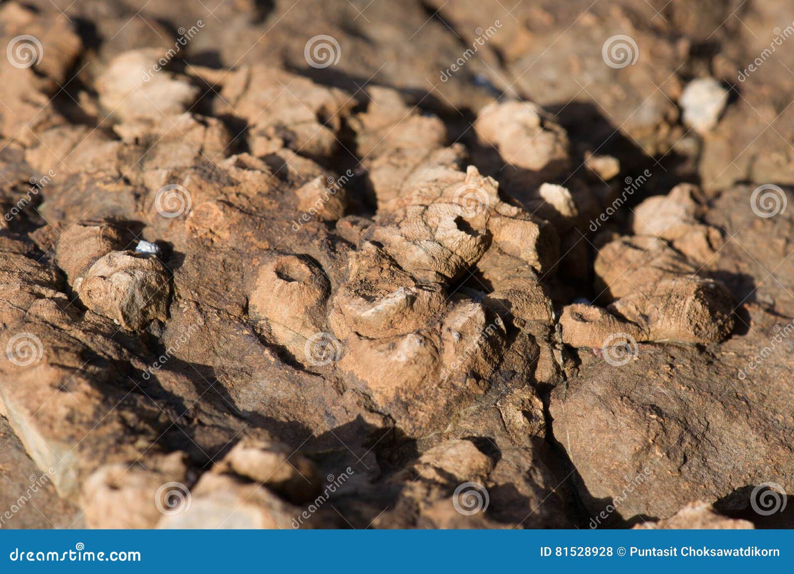 Fossil sea sponge stock photo. Image of decorative, finishing - 81528928