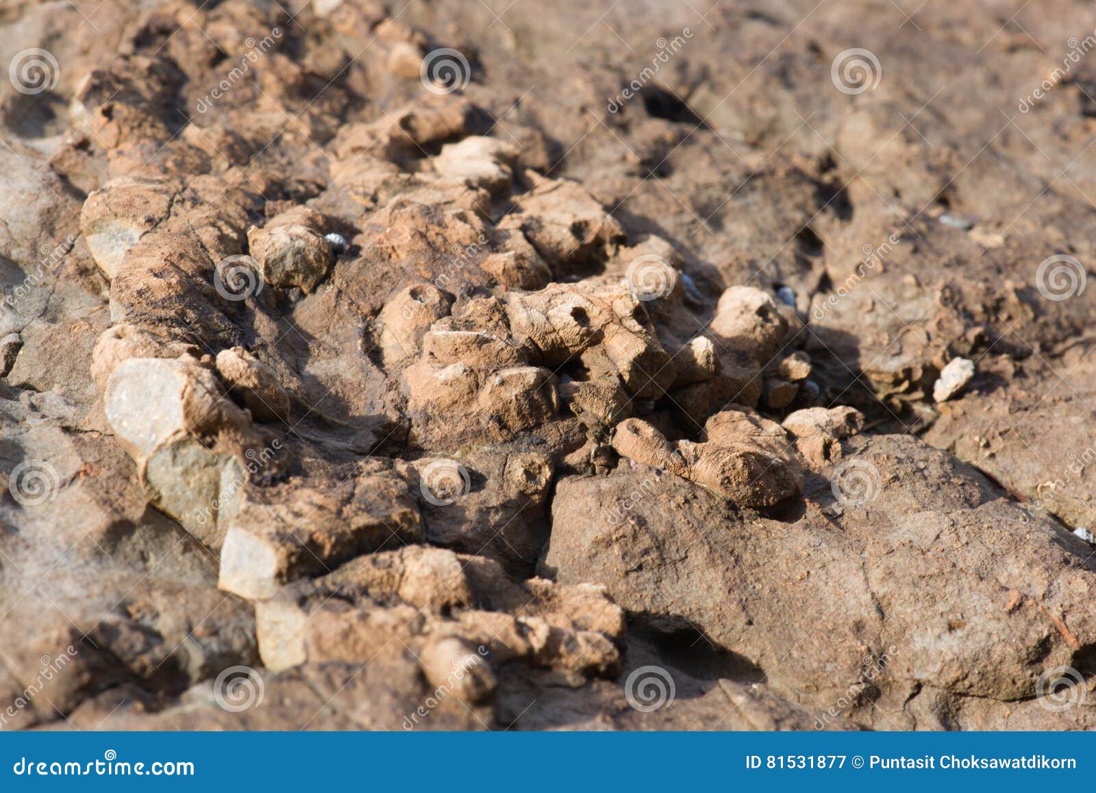 Fossil Sea Sponge on Stone. Stock Image - Image of background ...