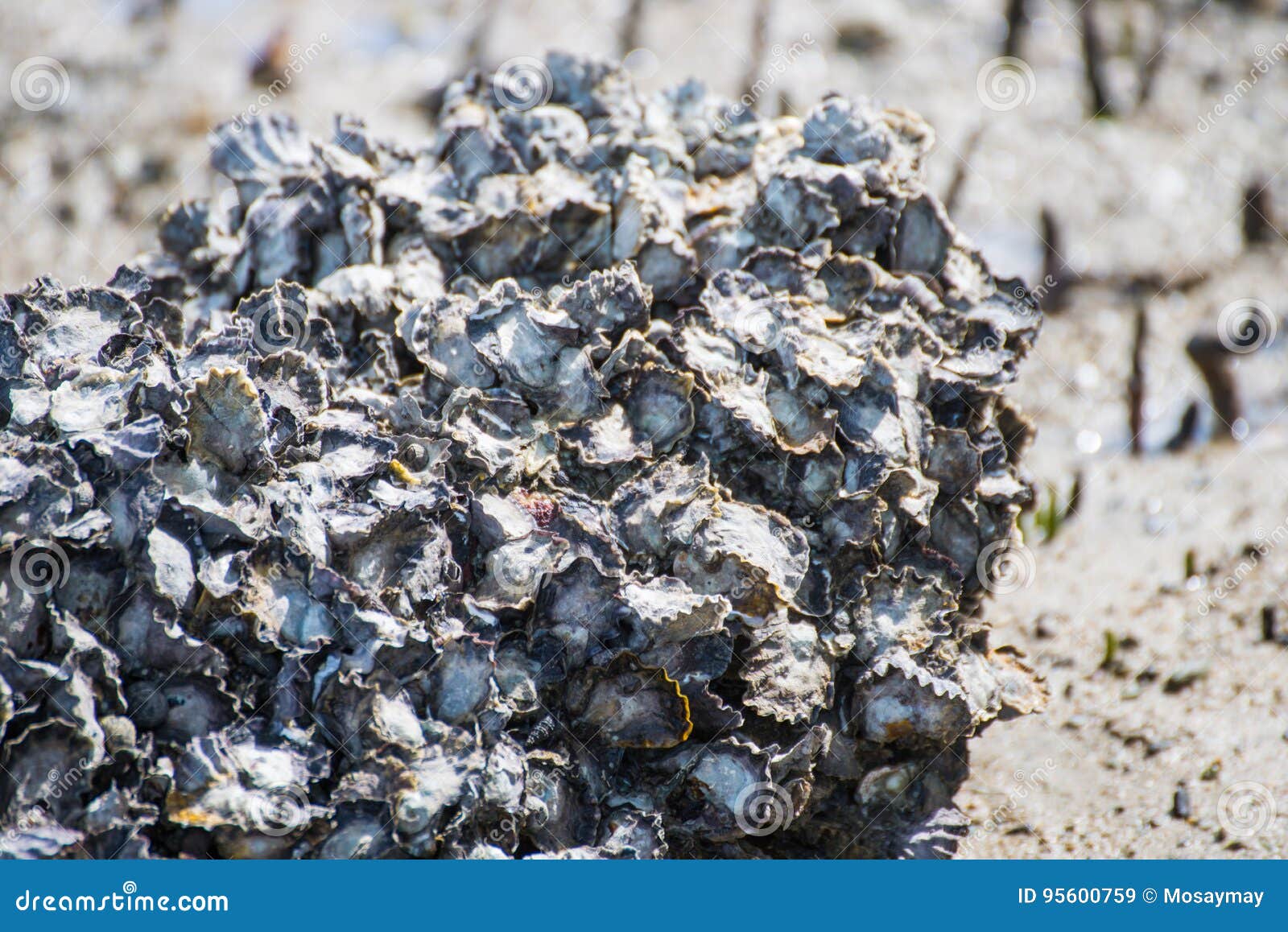 Fossil Seashell Area at the Mangrove Stock Image - Image of solid ...