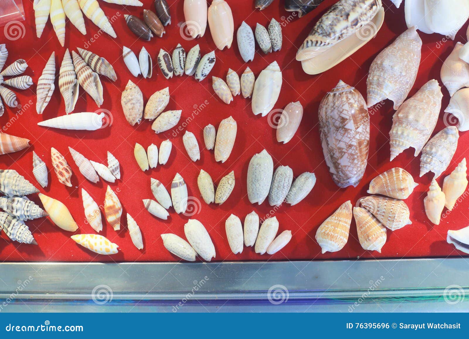 Sea shell and fossil stock photo. Image of fossil, mollusca - 76395696