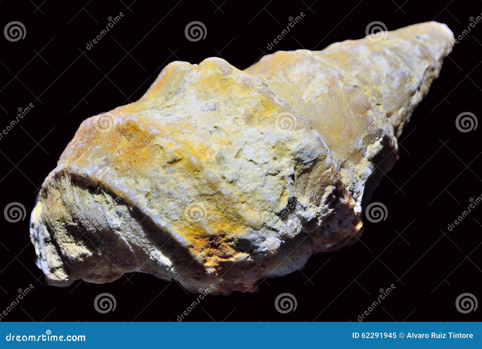 Fossil seashell. stock image. Image of isolated, conch - 62291945