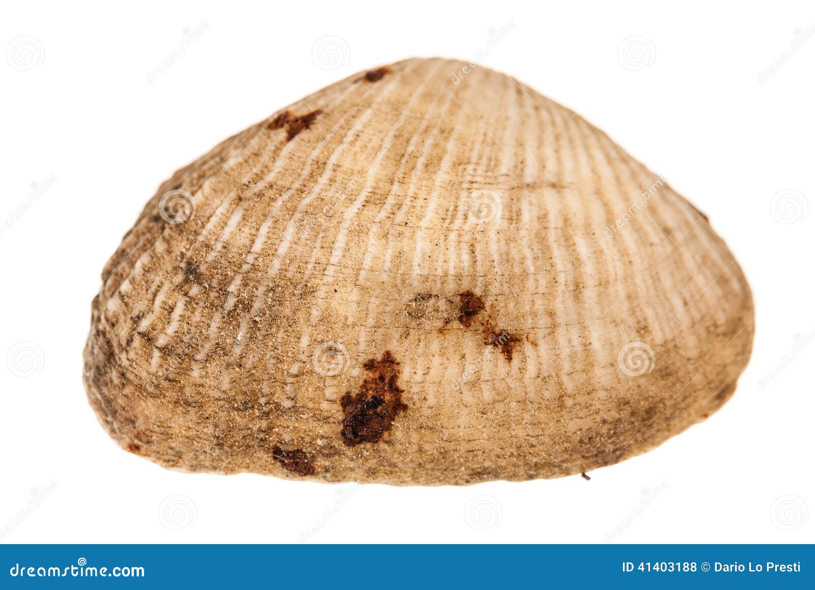 Fossil seashell stock photo. Image of history, fossil - 41403188