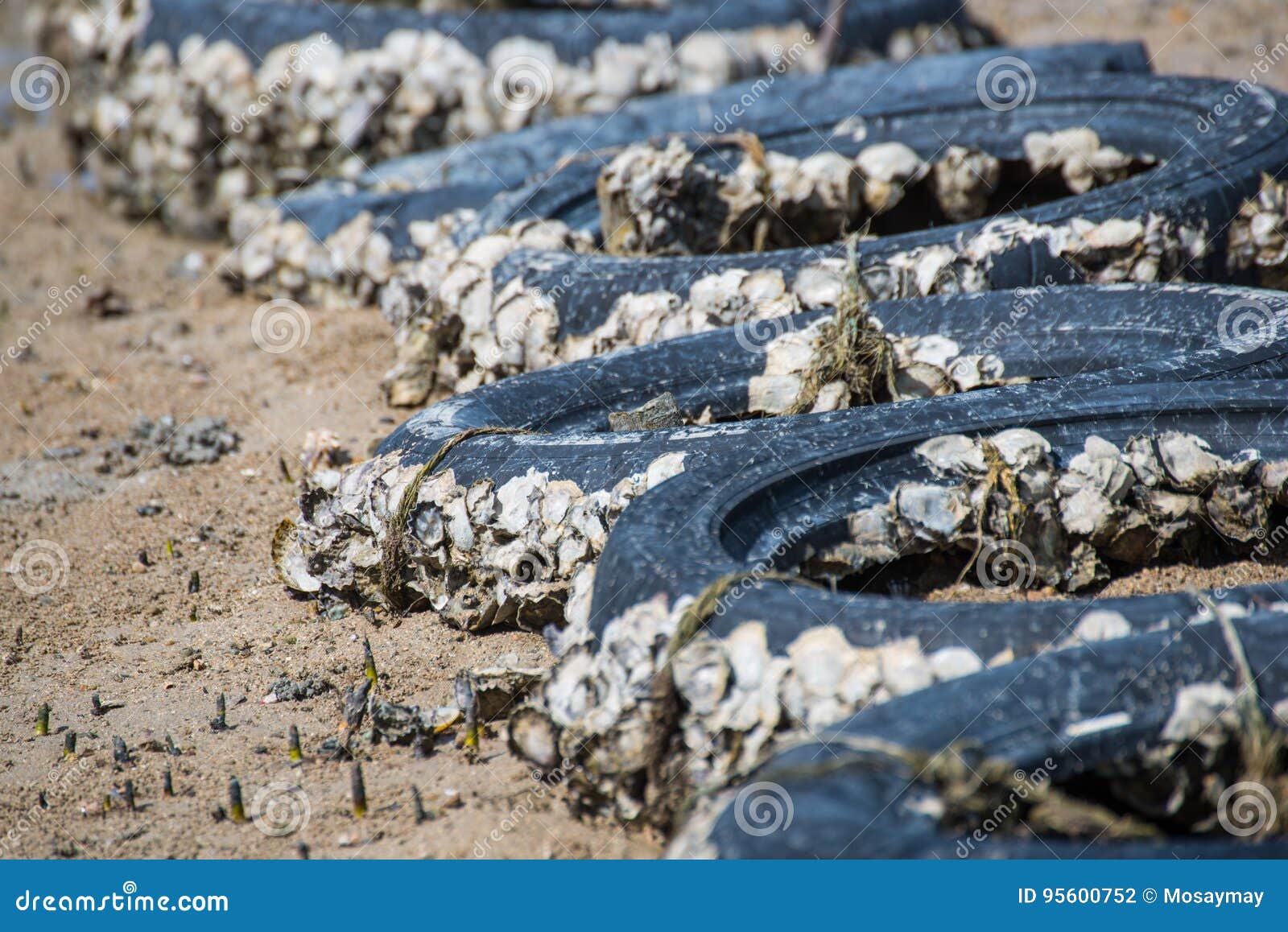 Fossil Seashell on Old Tire Area at the Mangrove Stock Photo - Image of ...