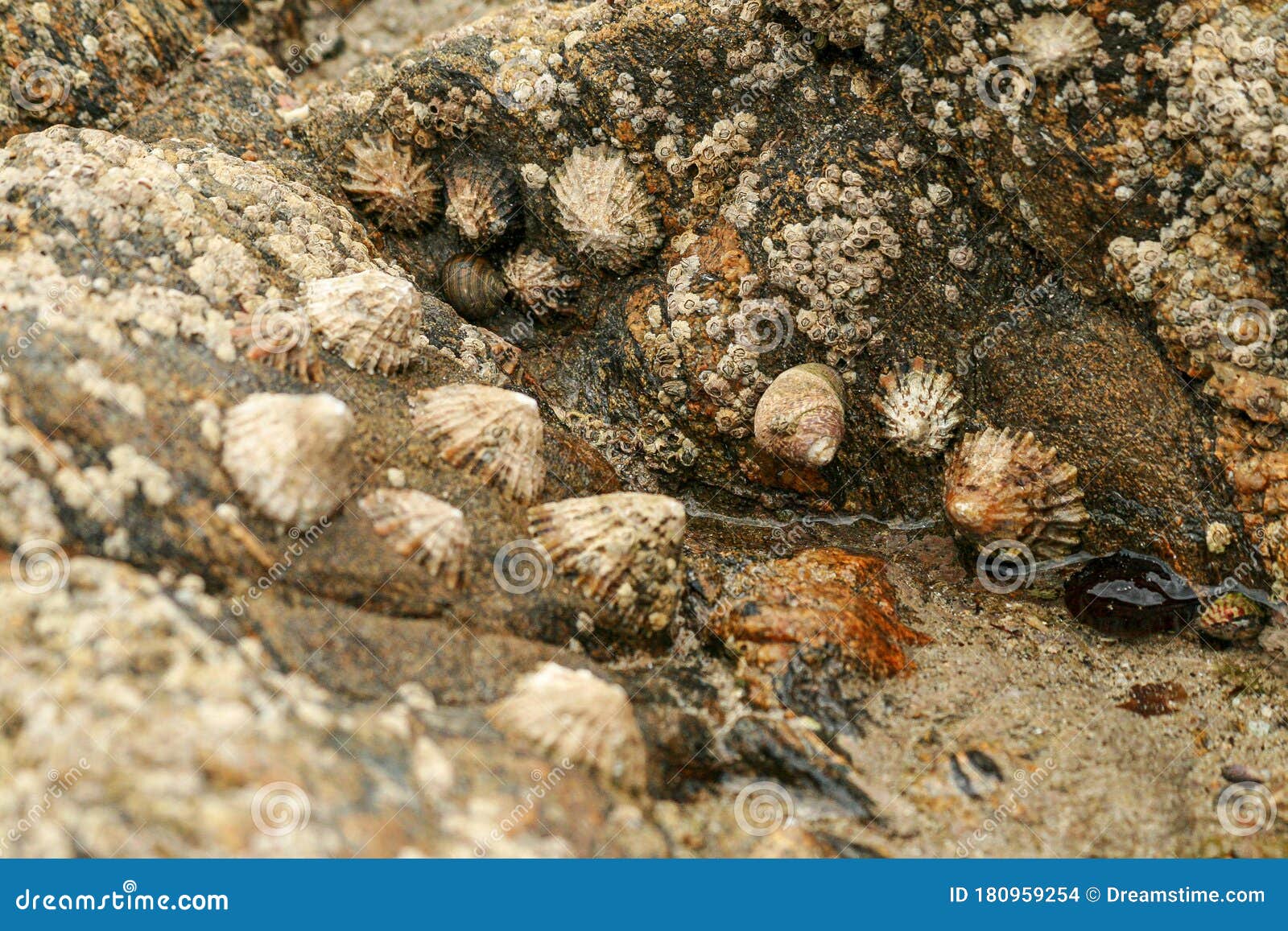 Fossil Seashells on a Brown Rock Stock Photo - Image of snail, fossil ...