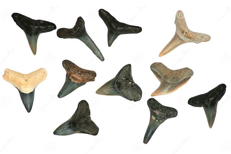 Fossil Shark s Teeth. stock image. Image of fossil, teeth - 4433907