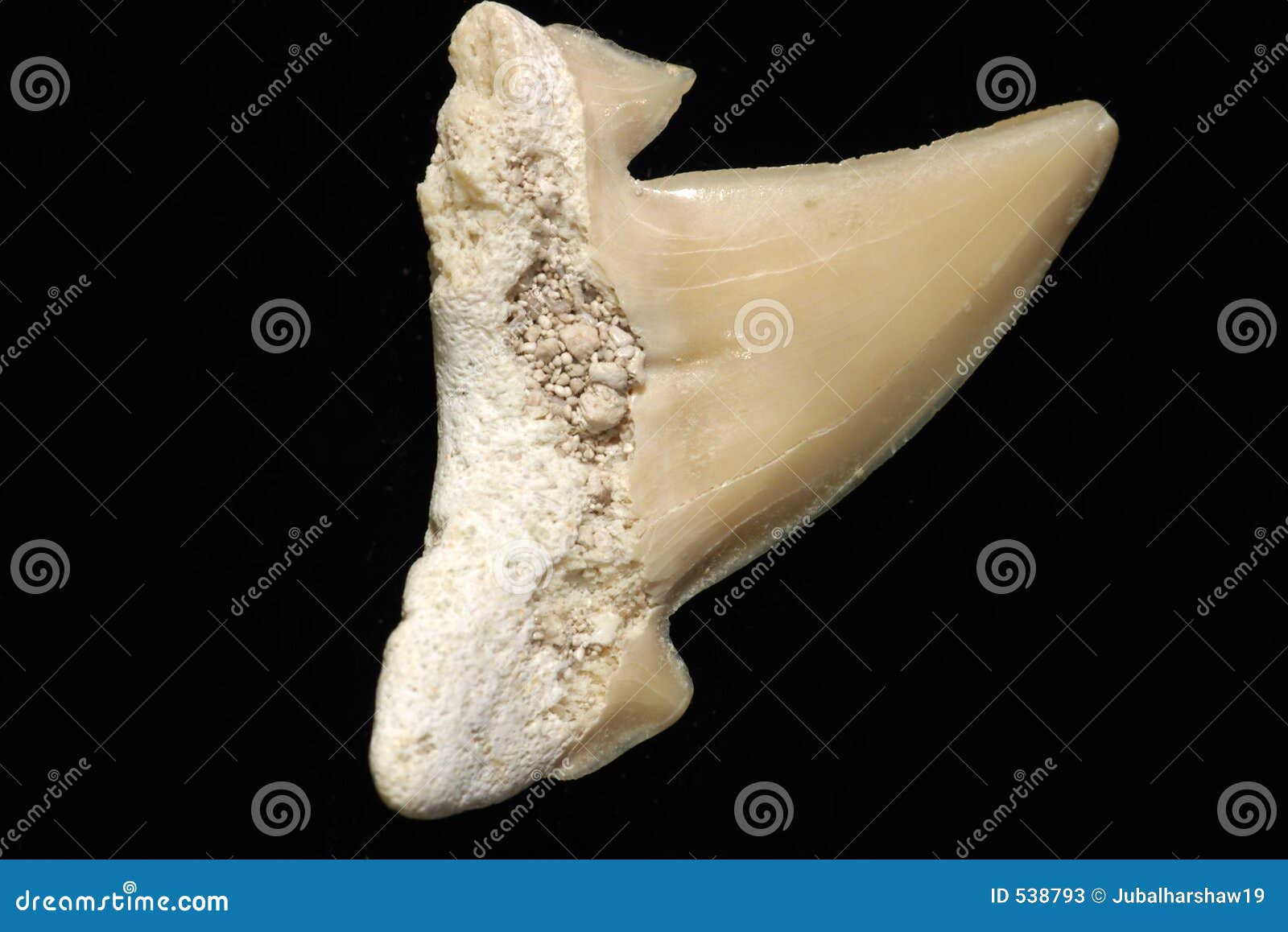 Fossil Tooth Of A Megalodon, Or Giant Prehistoric Shark Stock Photo ...