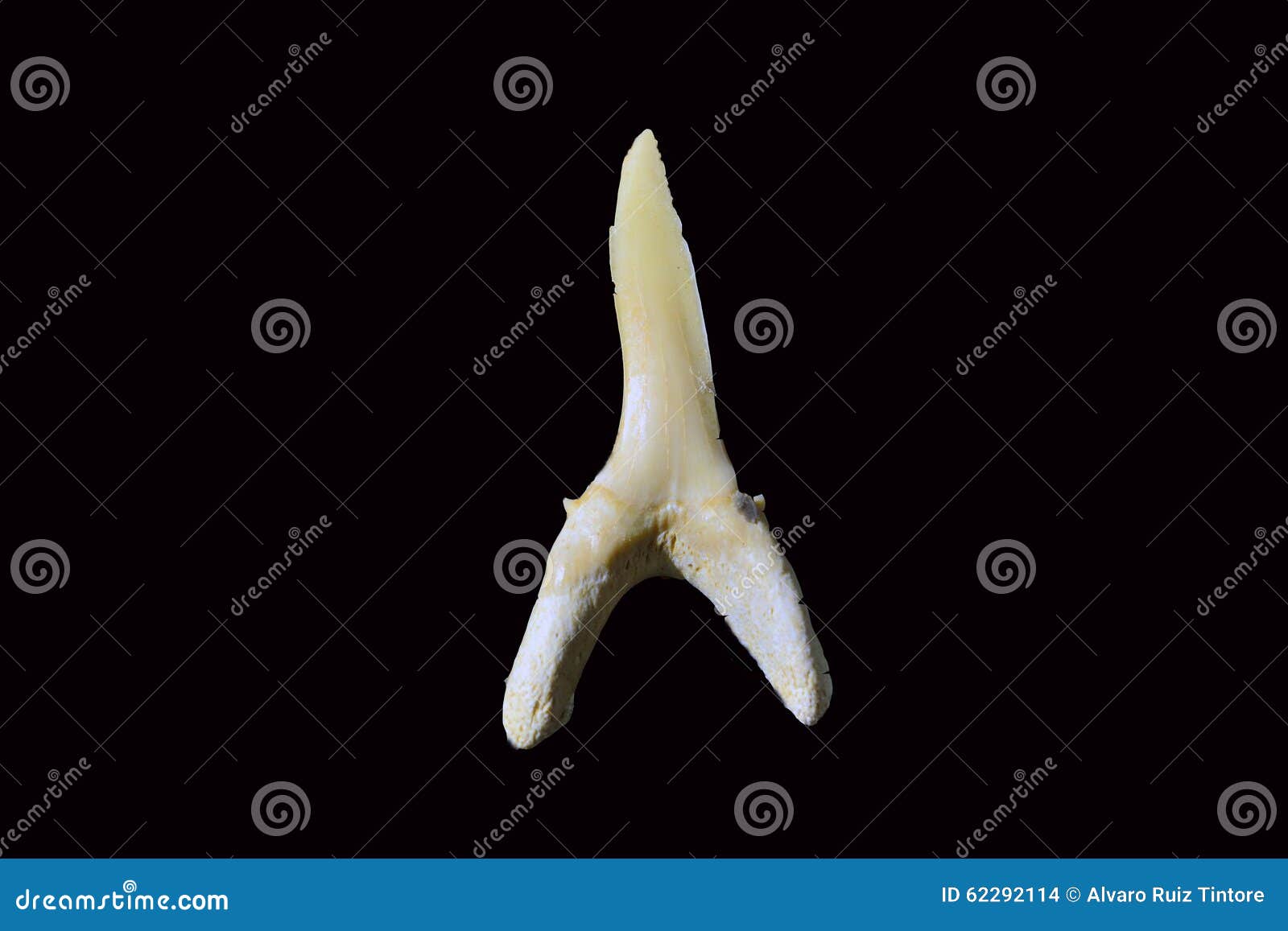 Fossil Shark Tooth Embedded In A Piece Of Miocene Limestone From ...