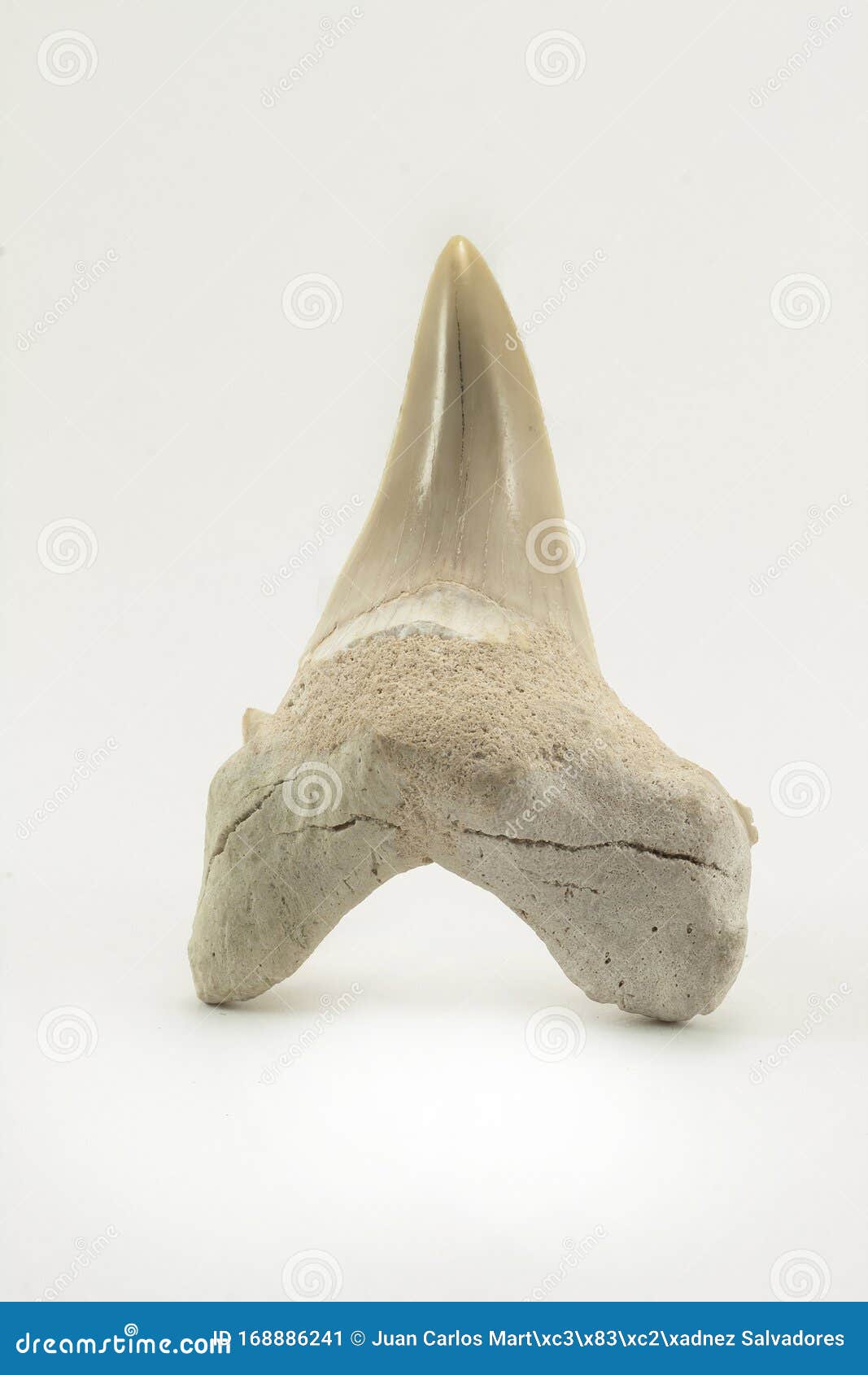 Fossil Shark Tooth Embedded In A Piece Of Miocene Limestone From ...