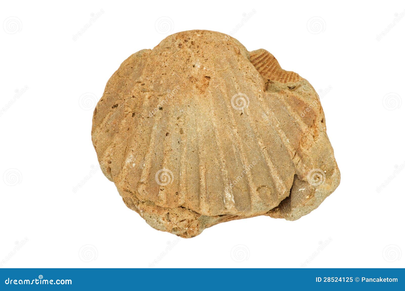 Fossil Shell stock image. Image of rock, ancient, stone - 28524125