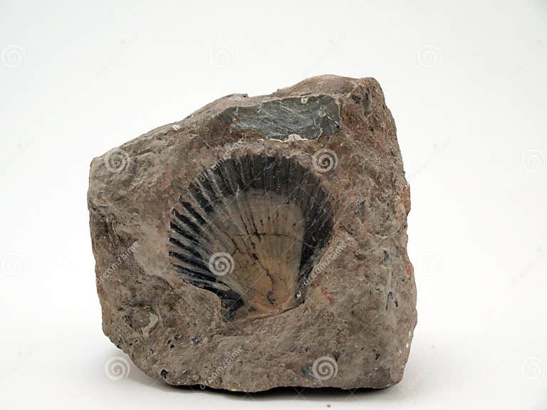 Fossil Shell stock photo. Image of shell, education, prehistoric - 5257104