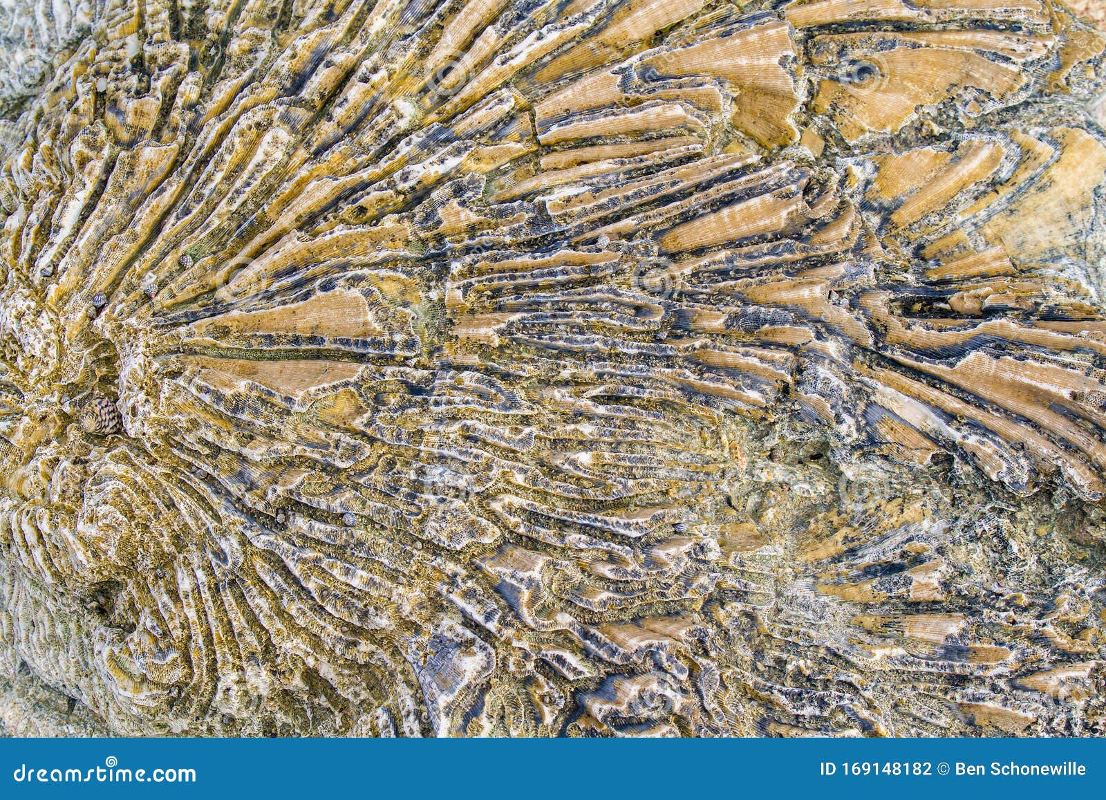 Fossil of Shell As Background Stock Photo - Image of texture, brown ...