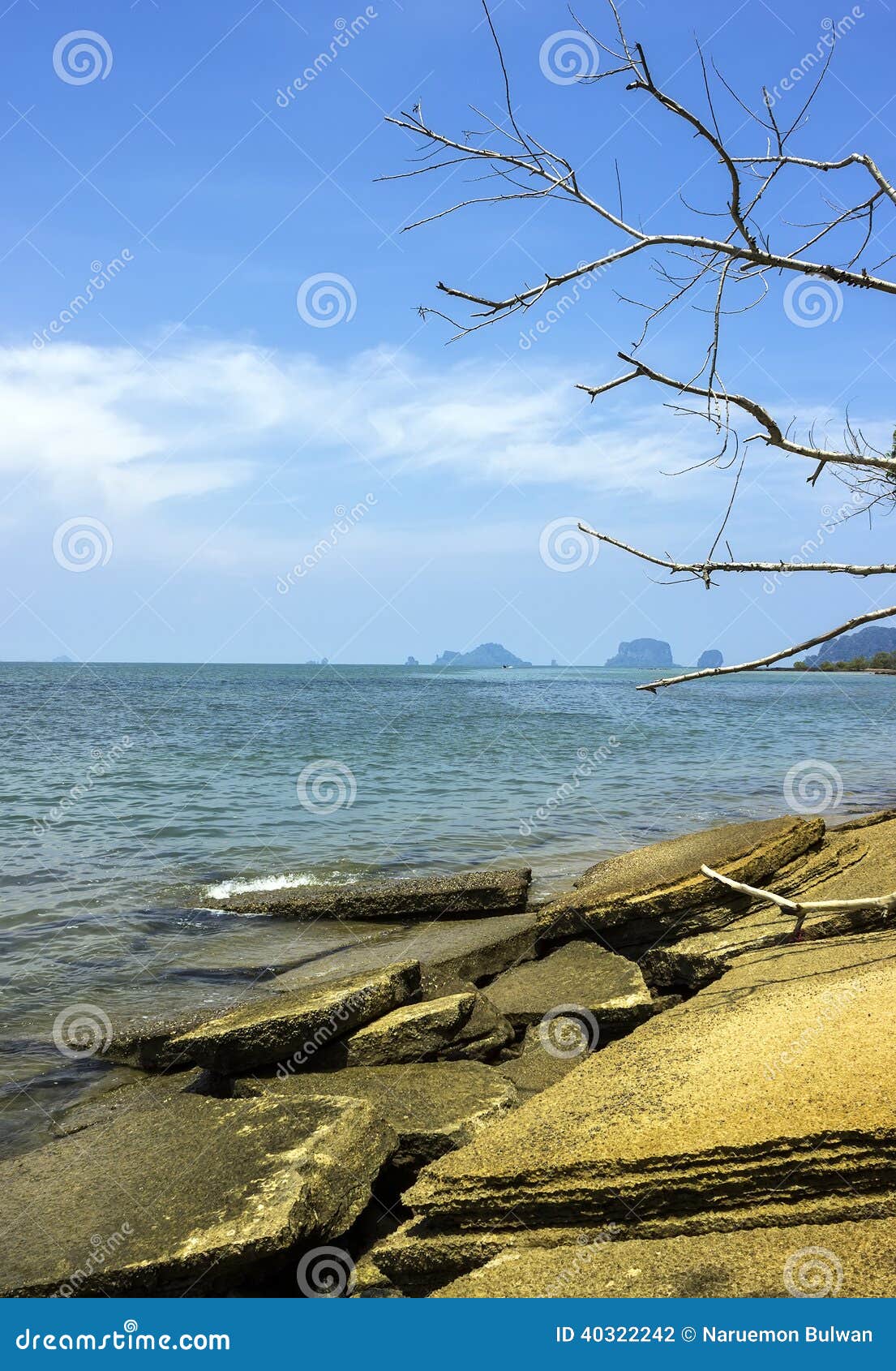 Fossil shell beach stock photo. Image of fossil, graveyard - 40322242