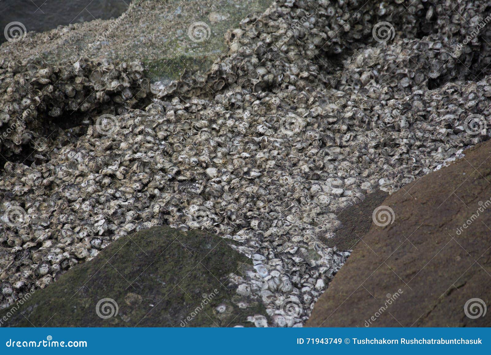 Fossil Shell Beach stock image. Image of black, evening - 71943749