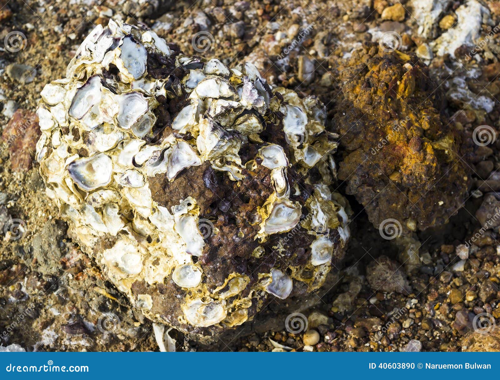 Fossil of shell stock photo. Image of environment, tropical - 40603890