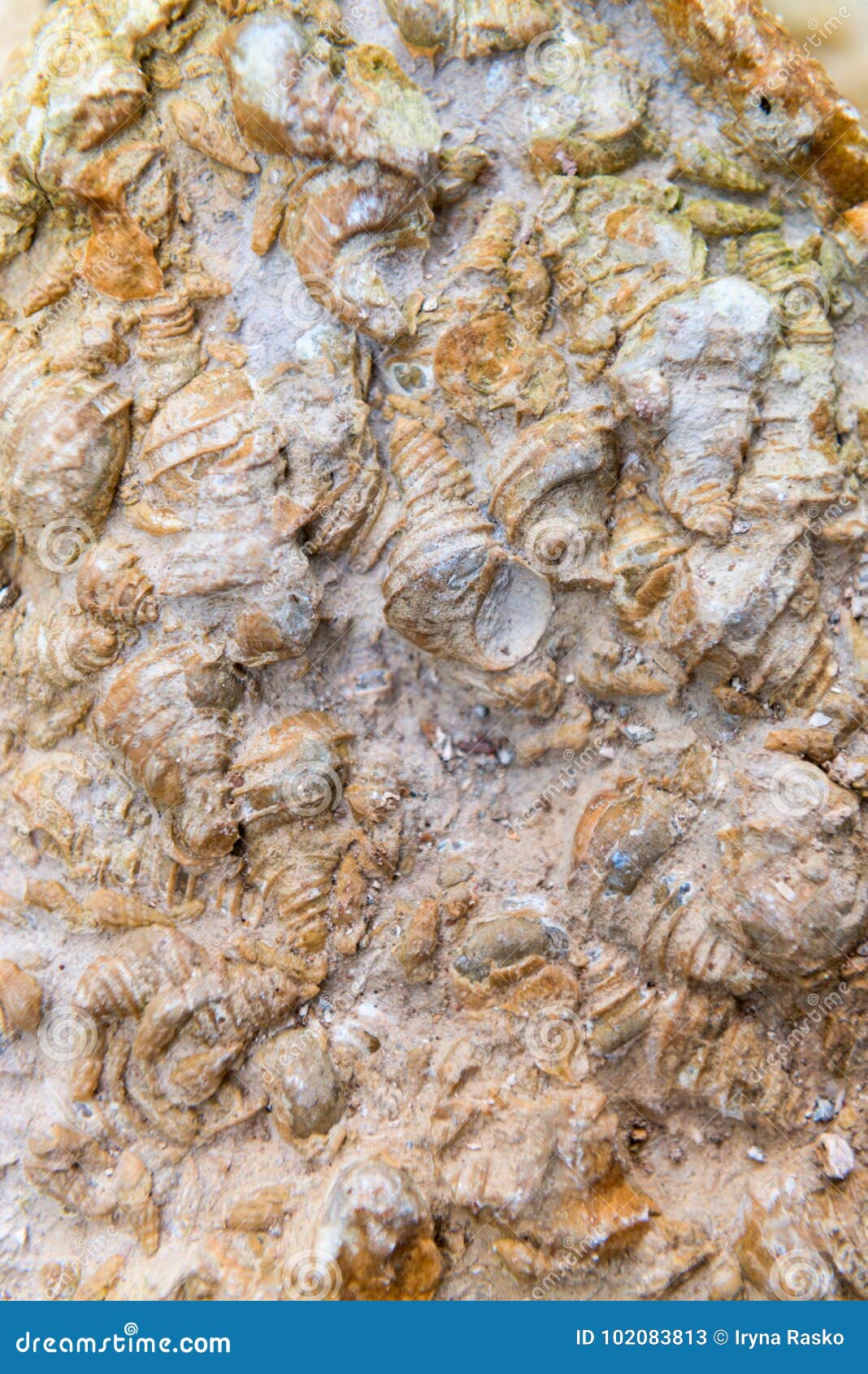 Fossil Shell Close-up Background Stock Image - Image of asia, fossil ...