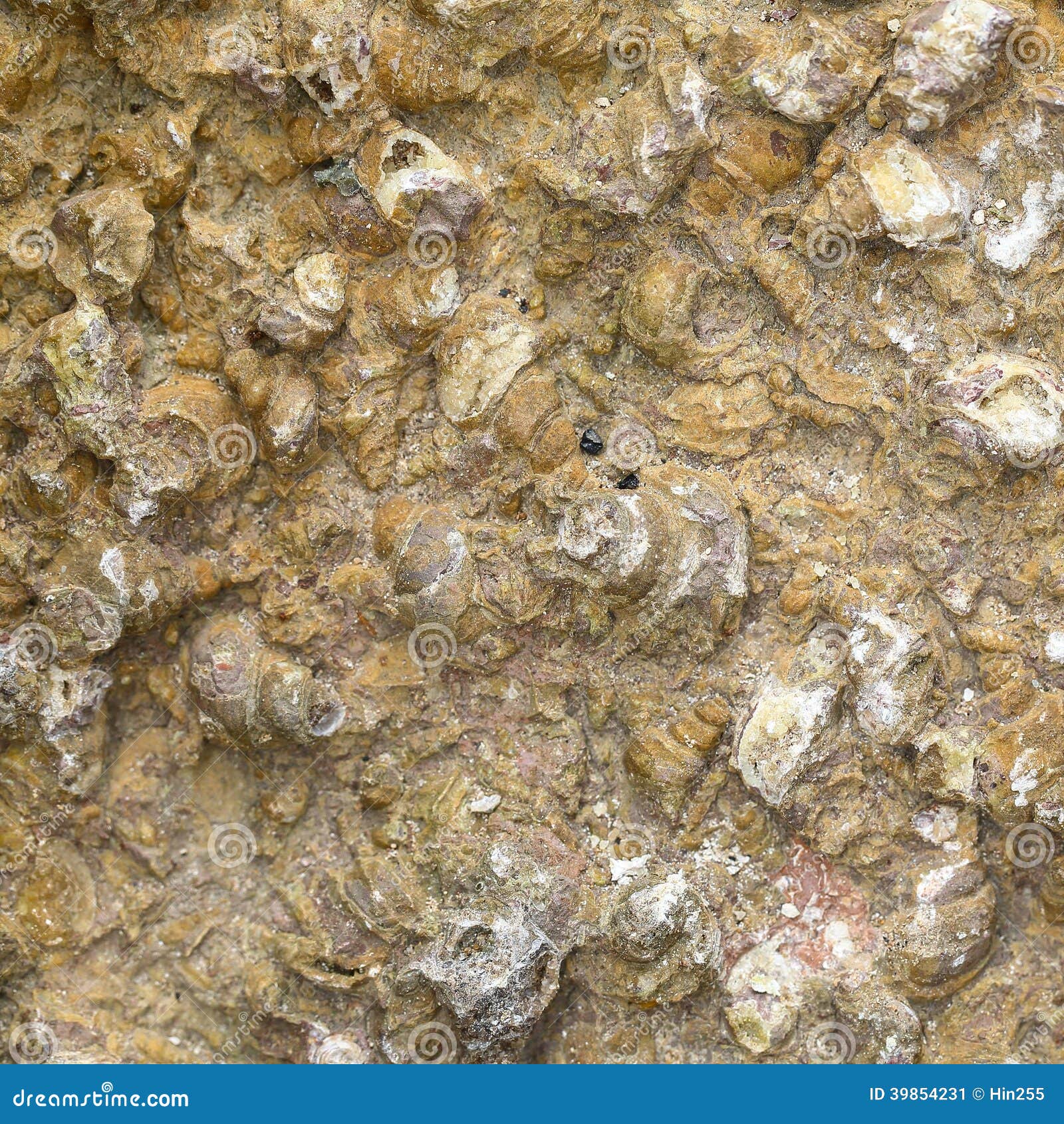 Fossil Shell stock image. Image of pristine, coil, moldy - 39854231