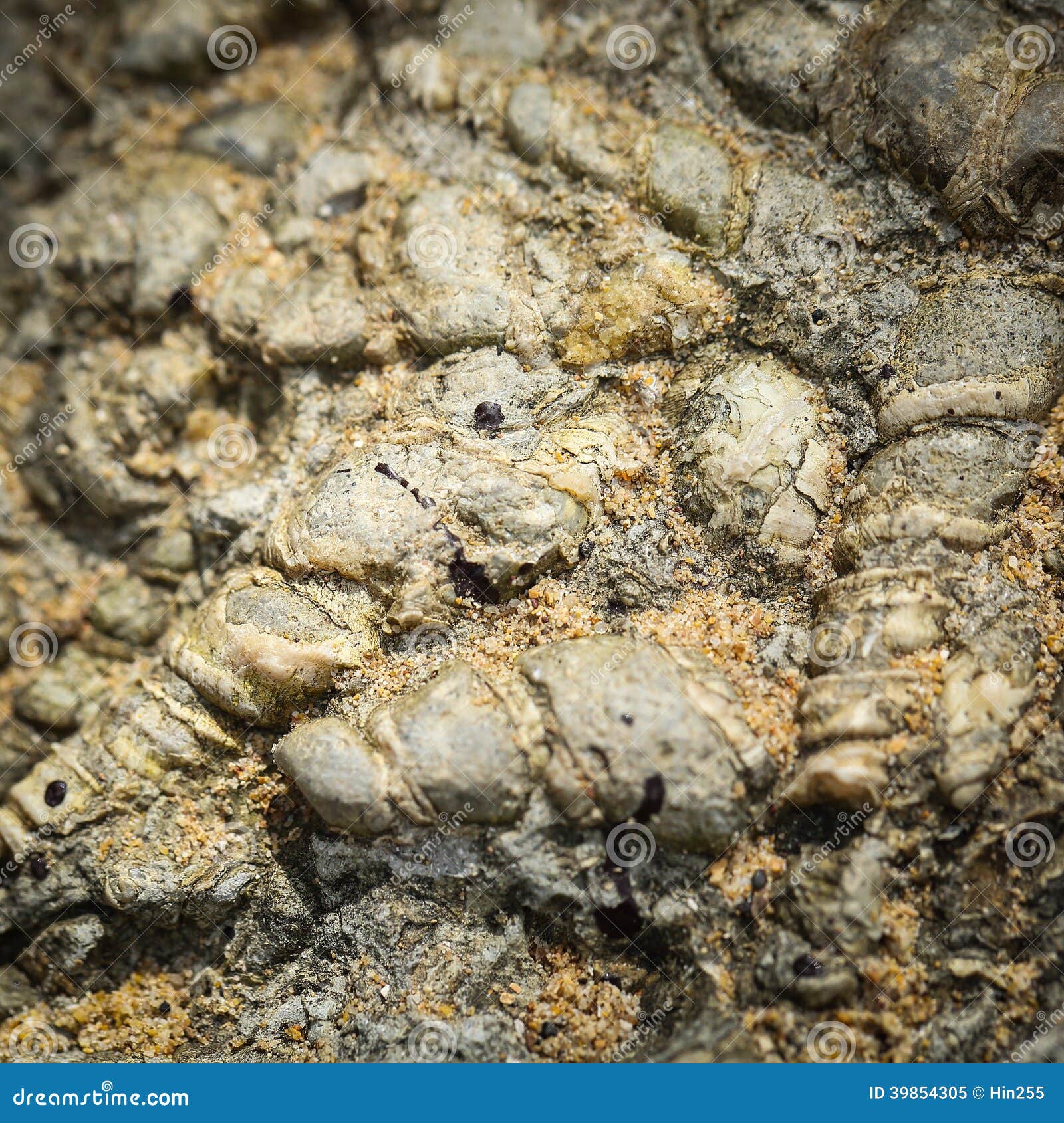 Fossil Shell stock image. Image of spiral, prehistoric - 39854305