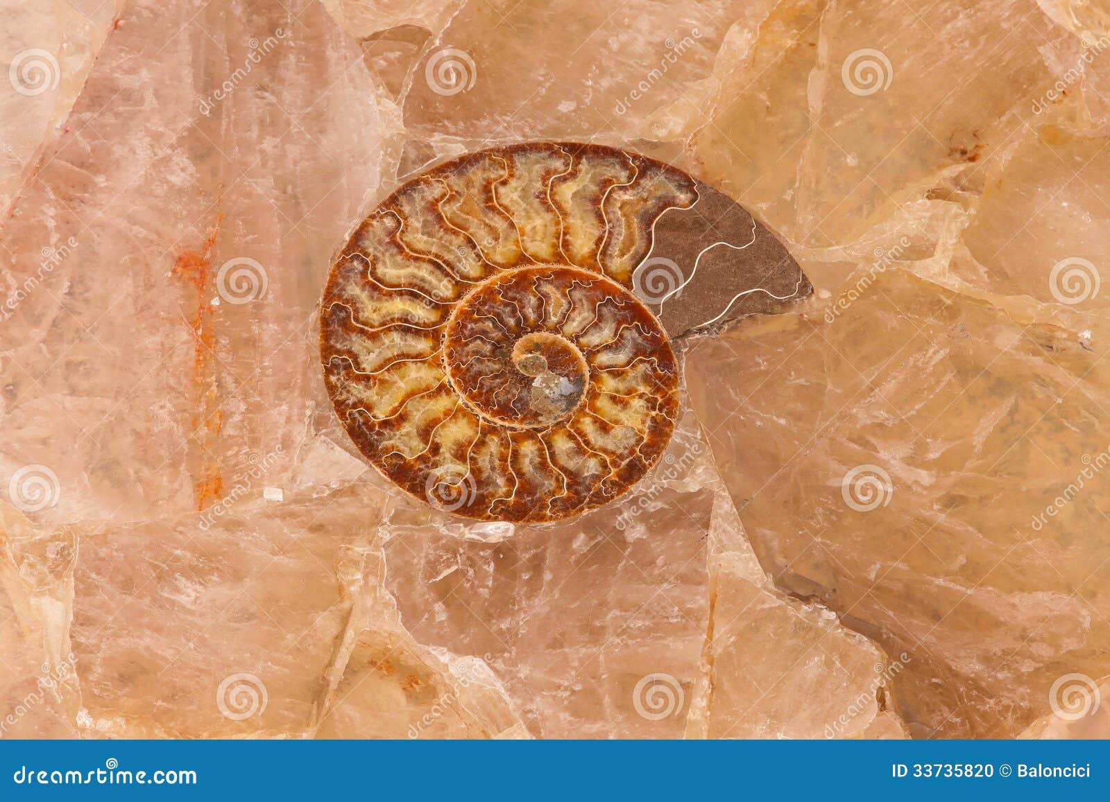 Fossil shell stock photo. Image of tiles, stone, ammonoidea - 33735820