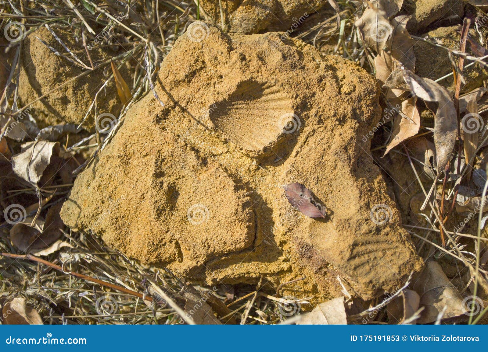 Fossil Shell Imprint in Sandstone Stock Image - Image of fossilized ...