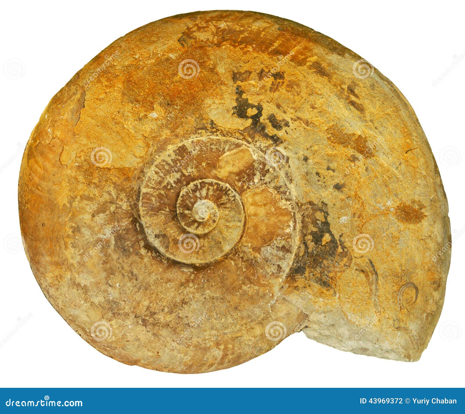 Fossil shell stock photo. Image of shell, animal, geology - 43969372