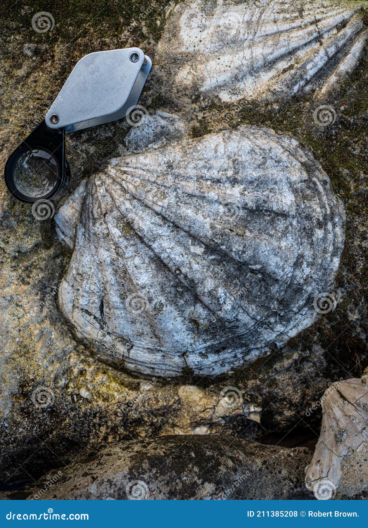 Fossil Shell in Limestone and Hand Lens Stock Photo - Image of hand ...
