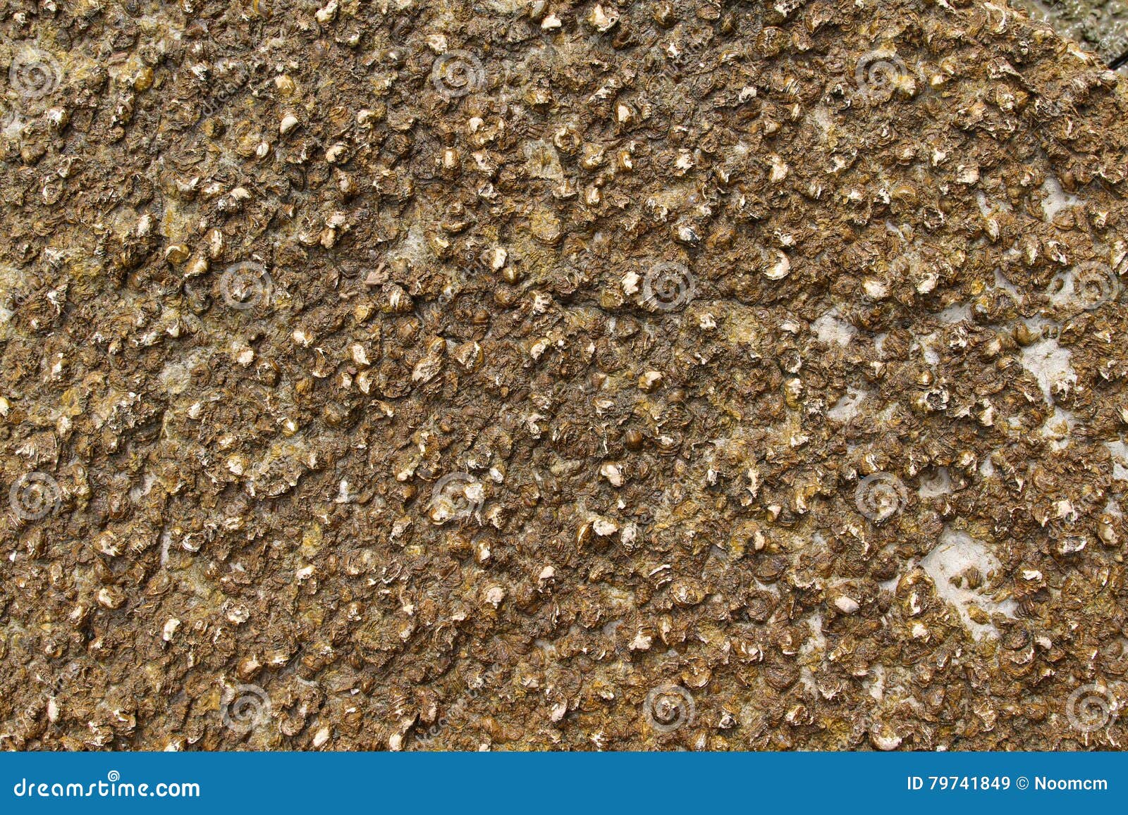 Fossil shell stock image. Image of landscape, asia, archeology - 79741849