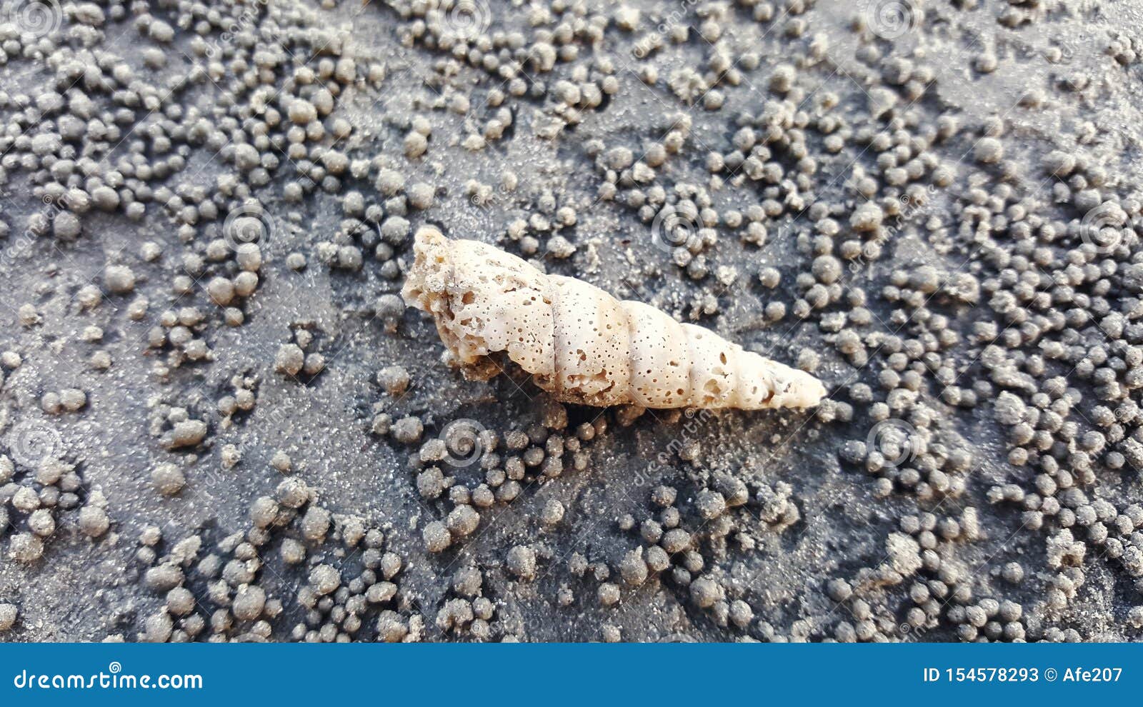Fossil Shell And Pseudofeces On Sand Beach Summer Background, Thailand ...