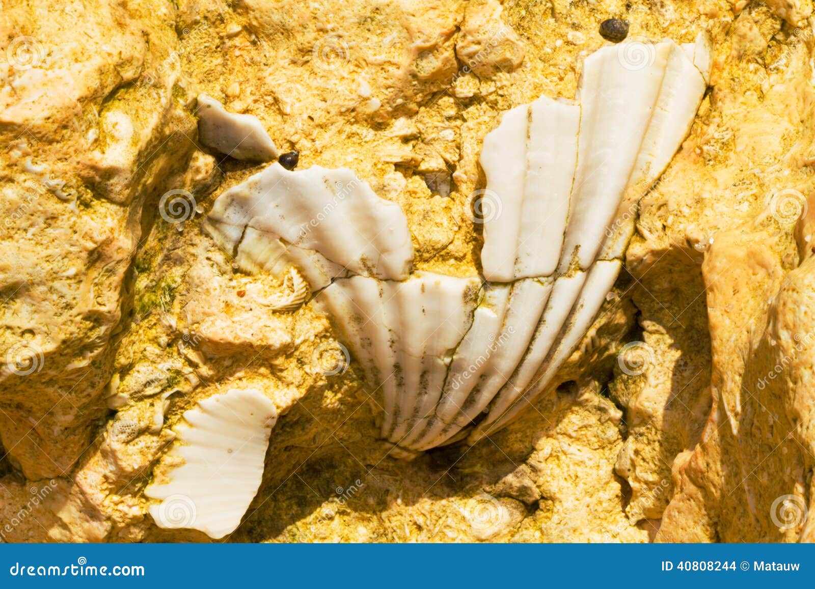 Fossil shell stock photo. Image of paleontology, bivalve - 40808244