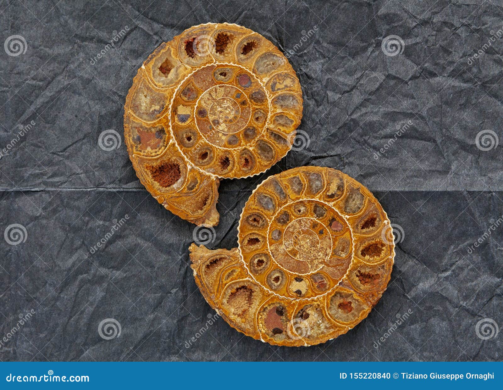 Fossil shell spiral form stock photo. Image of composizione - 155220840