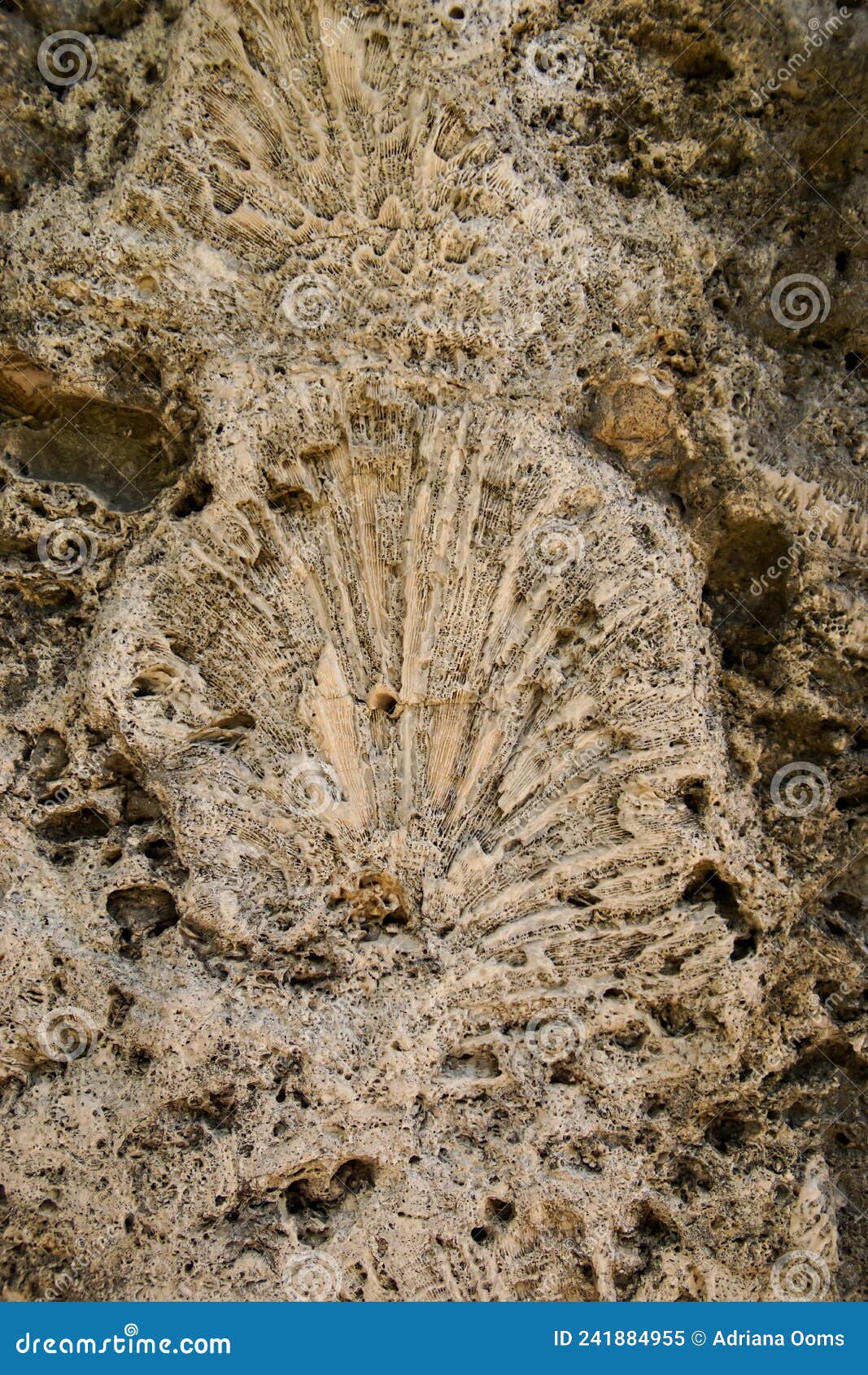 Fossil of a shell stock image. Image of state, windley - 241884955