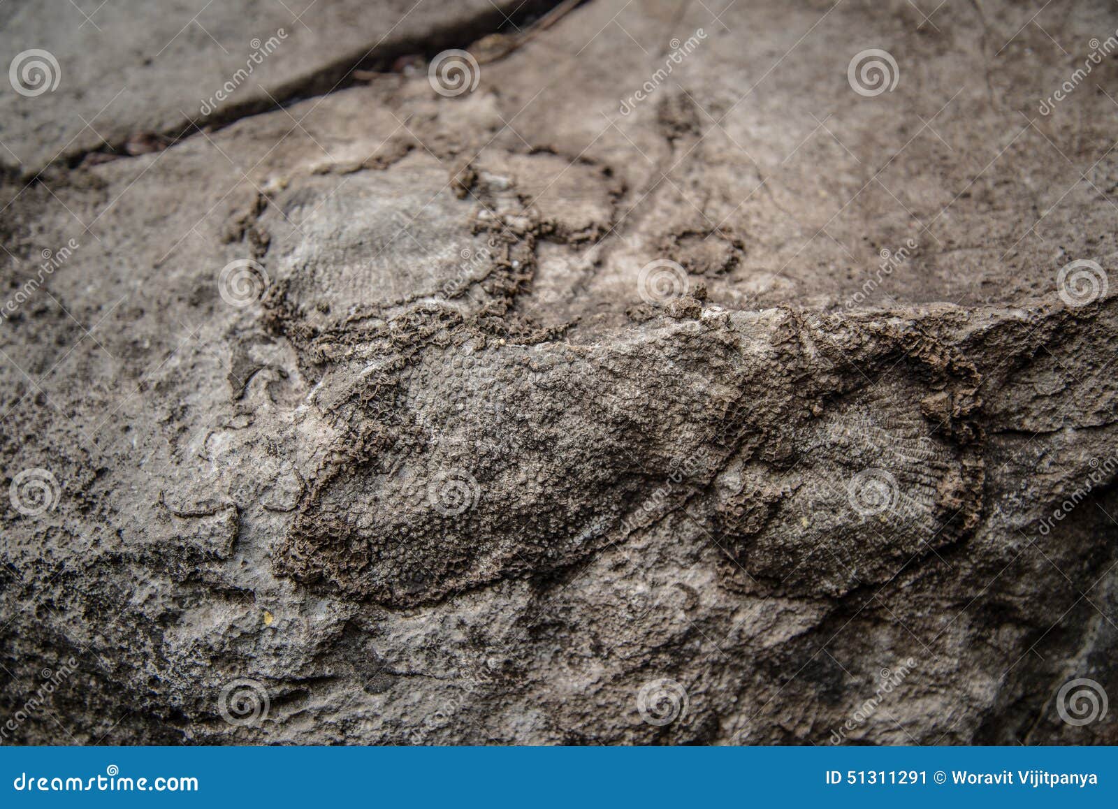 Fossil shellfish stock image. Image of grey, macro, closeup - 51311291