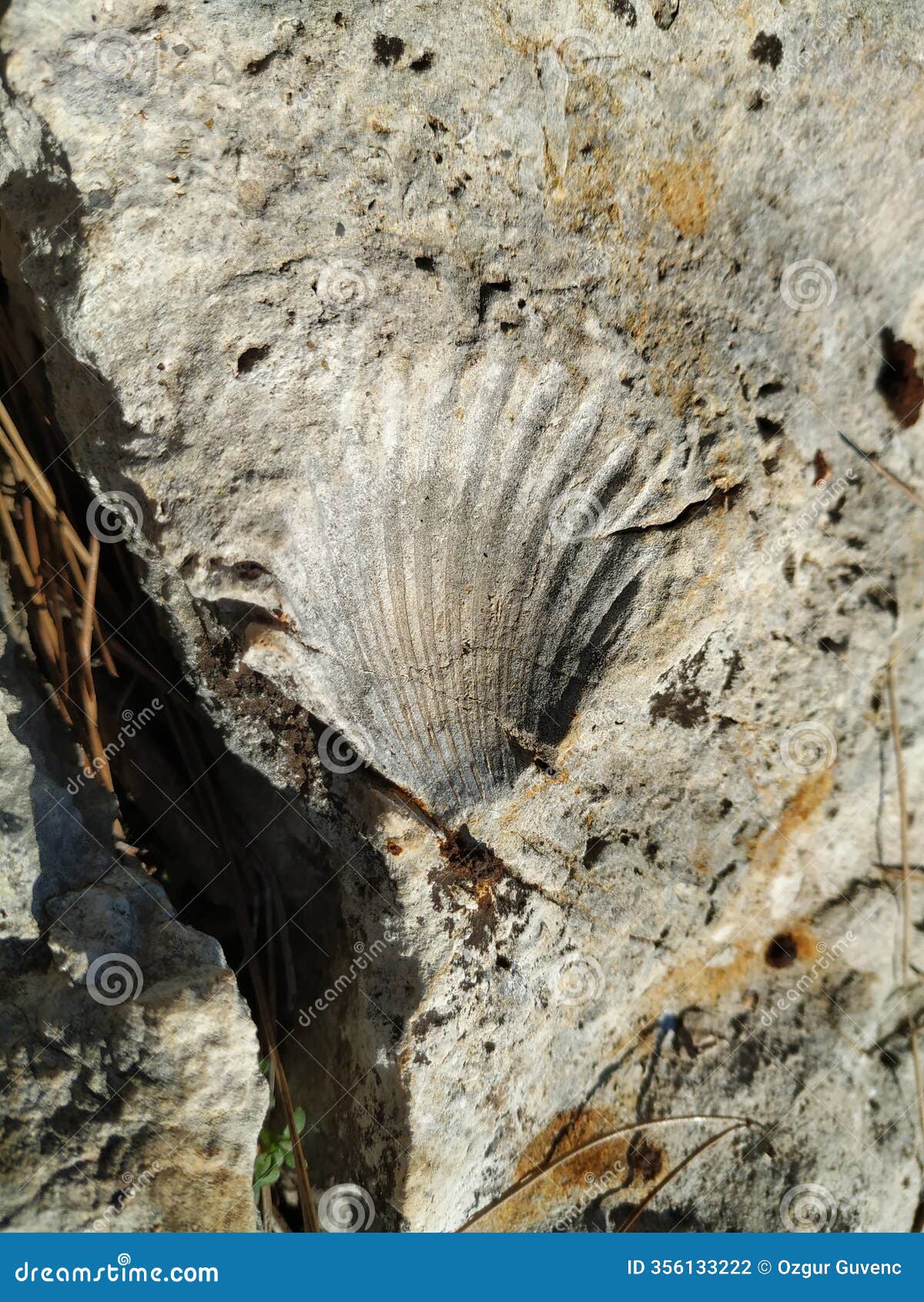 Fossil of a Shellfish Trapped in a Rock Stock Photo - Image of geology ...