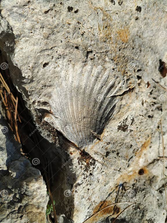 Fossil of a Shellfish Trapped in a Rock Stock Photo - Image of geology ...