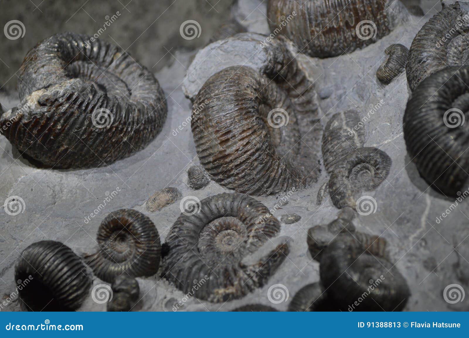 Fossil of shells stock image. Image of stone, shell, shells - 91388813