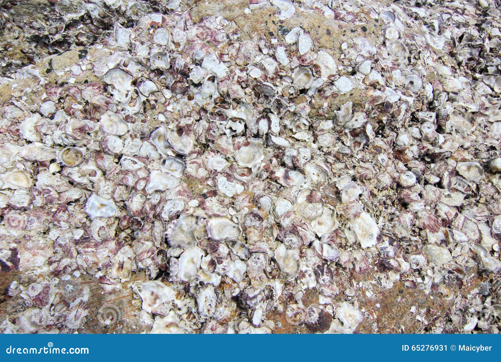 Fossil - Shells on the Rock Stock Image - Image of thailand, seaside ...