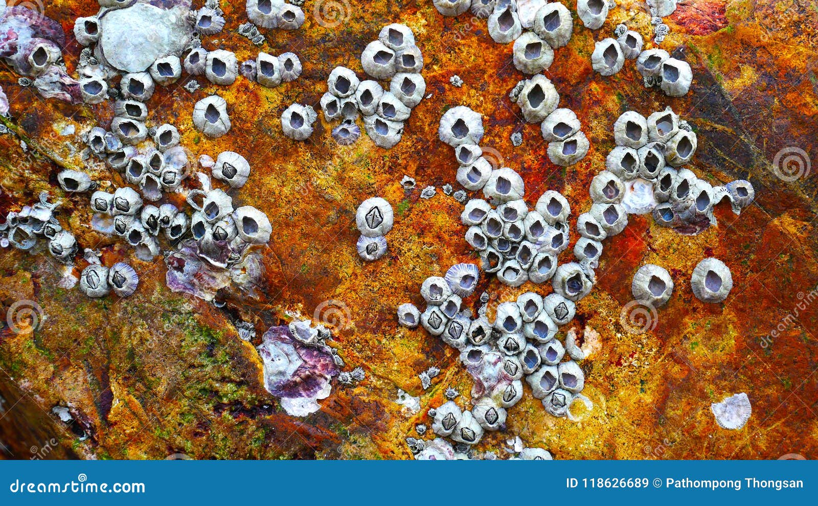 Fossil shells on the rocks stock image. Image of dirty - 118626689