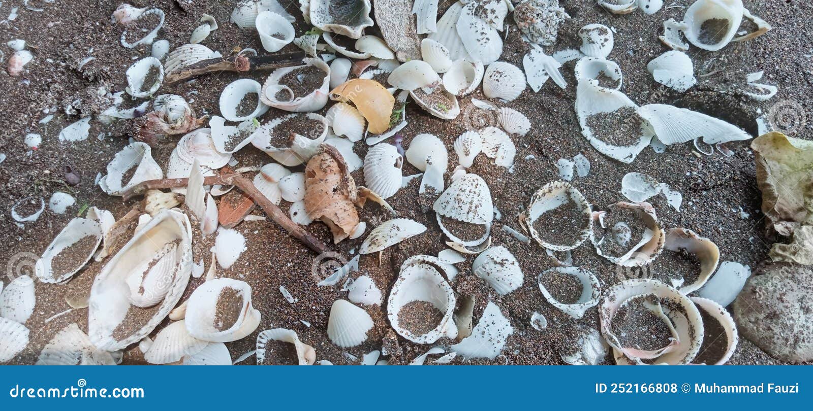 Fossil Shells Scattered on the Beach Stock Photo - Image of tree, food ...