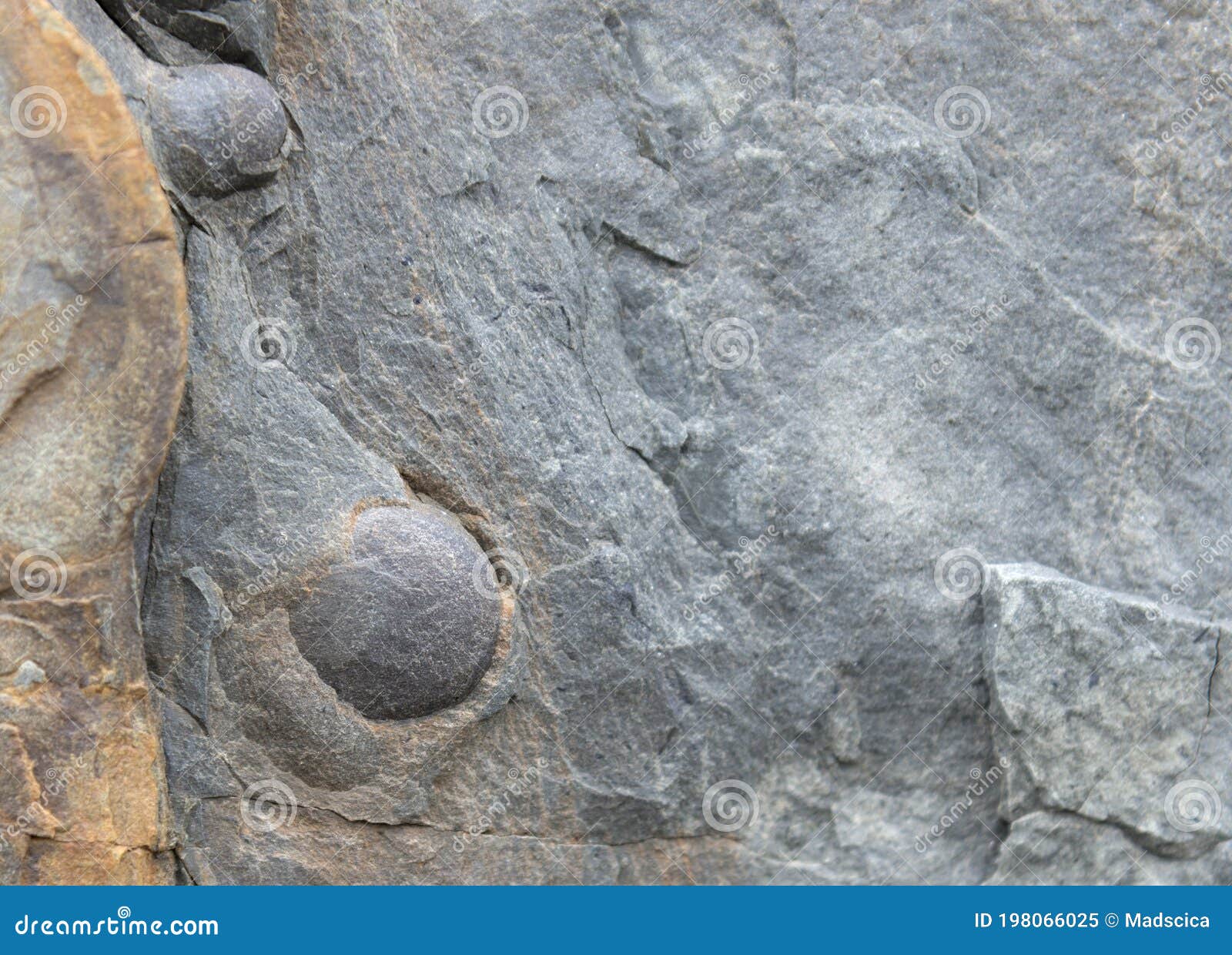Fossil in the Side of a Cliff Stock Image - Image of paleozoic, geology ...