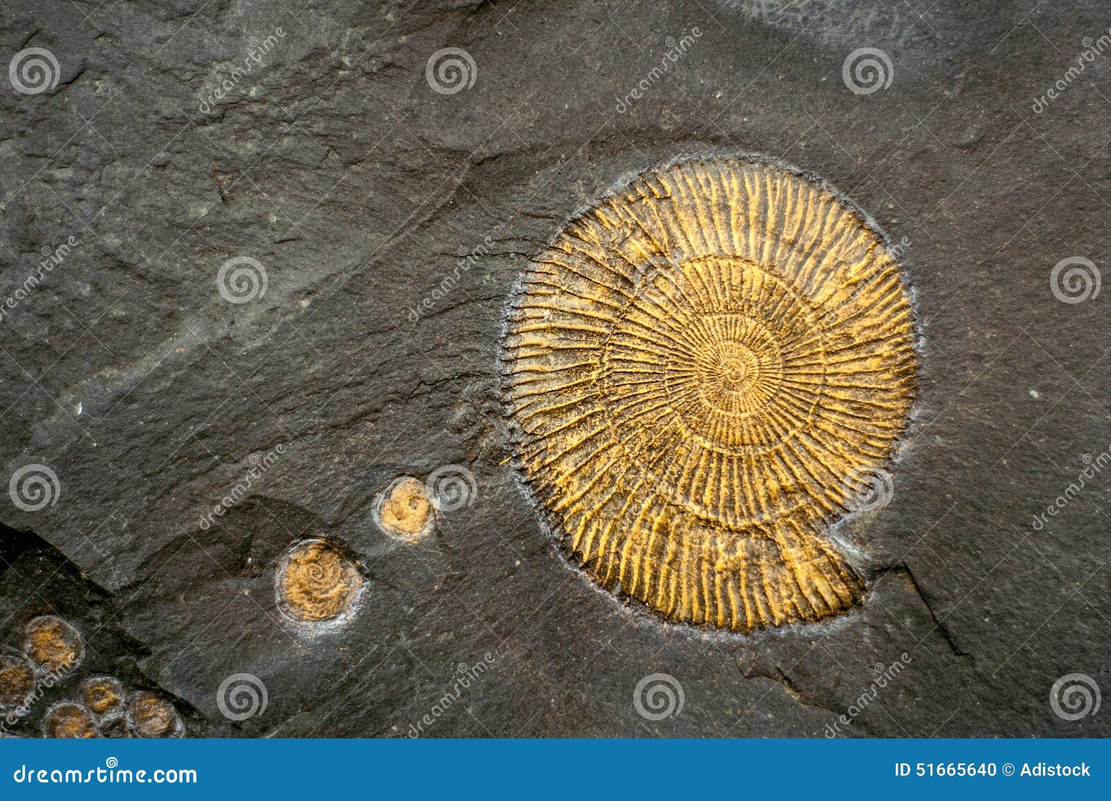 1,344 Ammonite Snail Stock Photos - Free & Royalty-Free Stock Photos ...